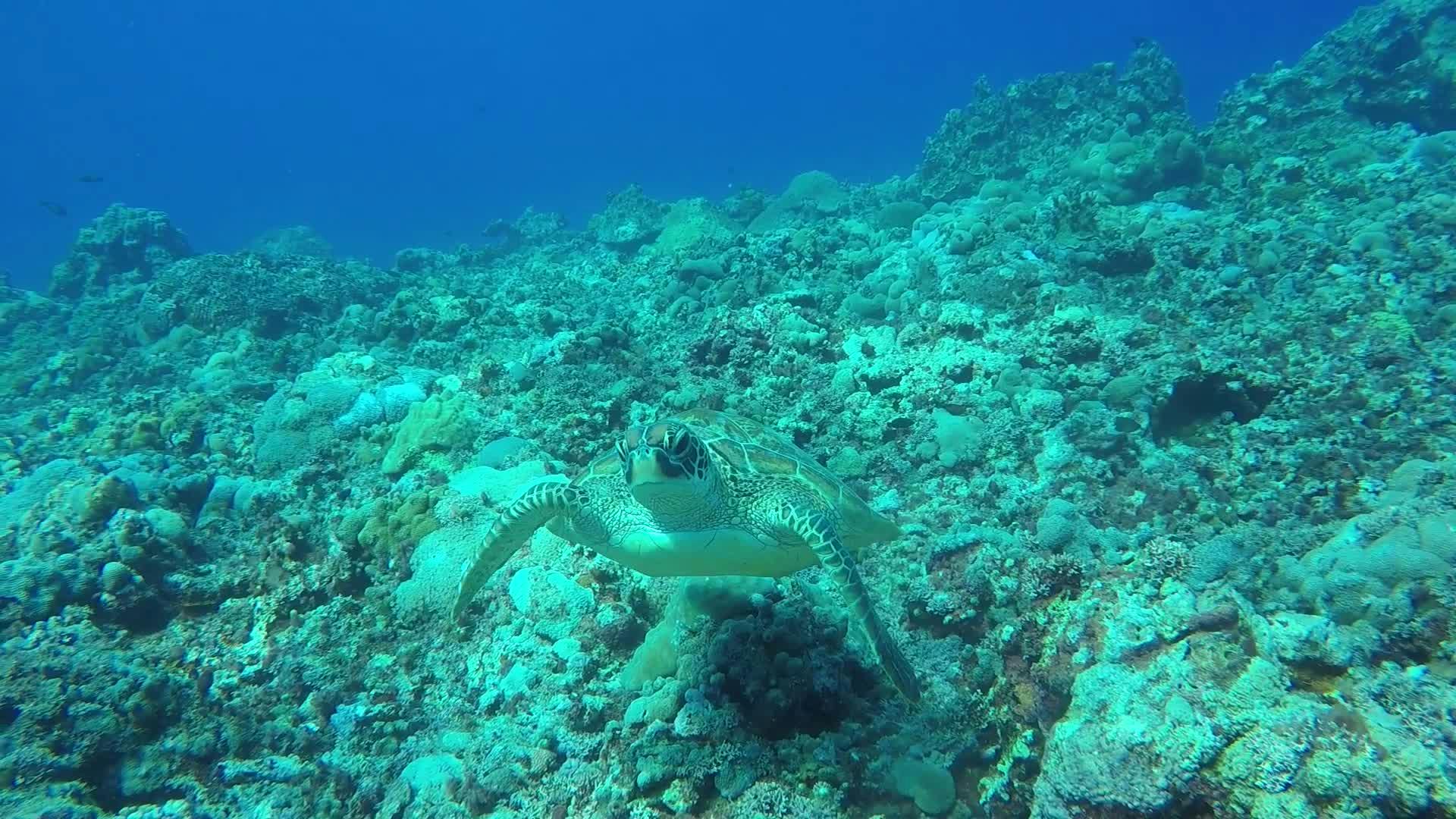 Biodiversity Drawing Videos, Download The BEST Free 4k Stock Video ...