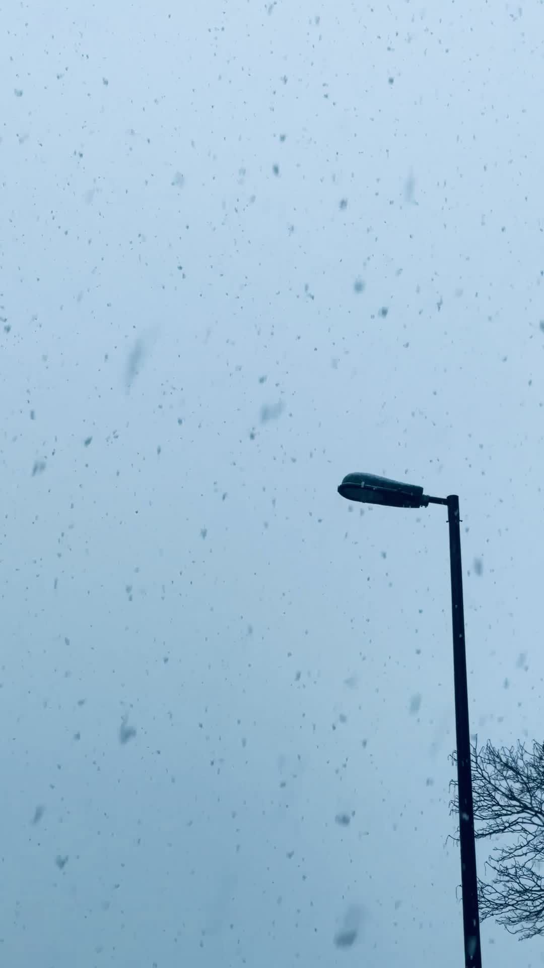 Snow Falling Gently Around Streetlight in Winter Free Stock Video ...