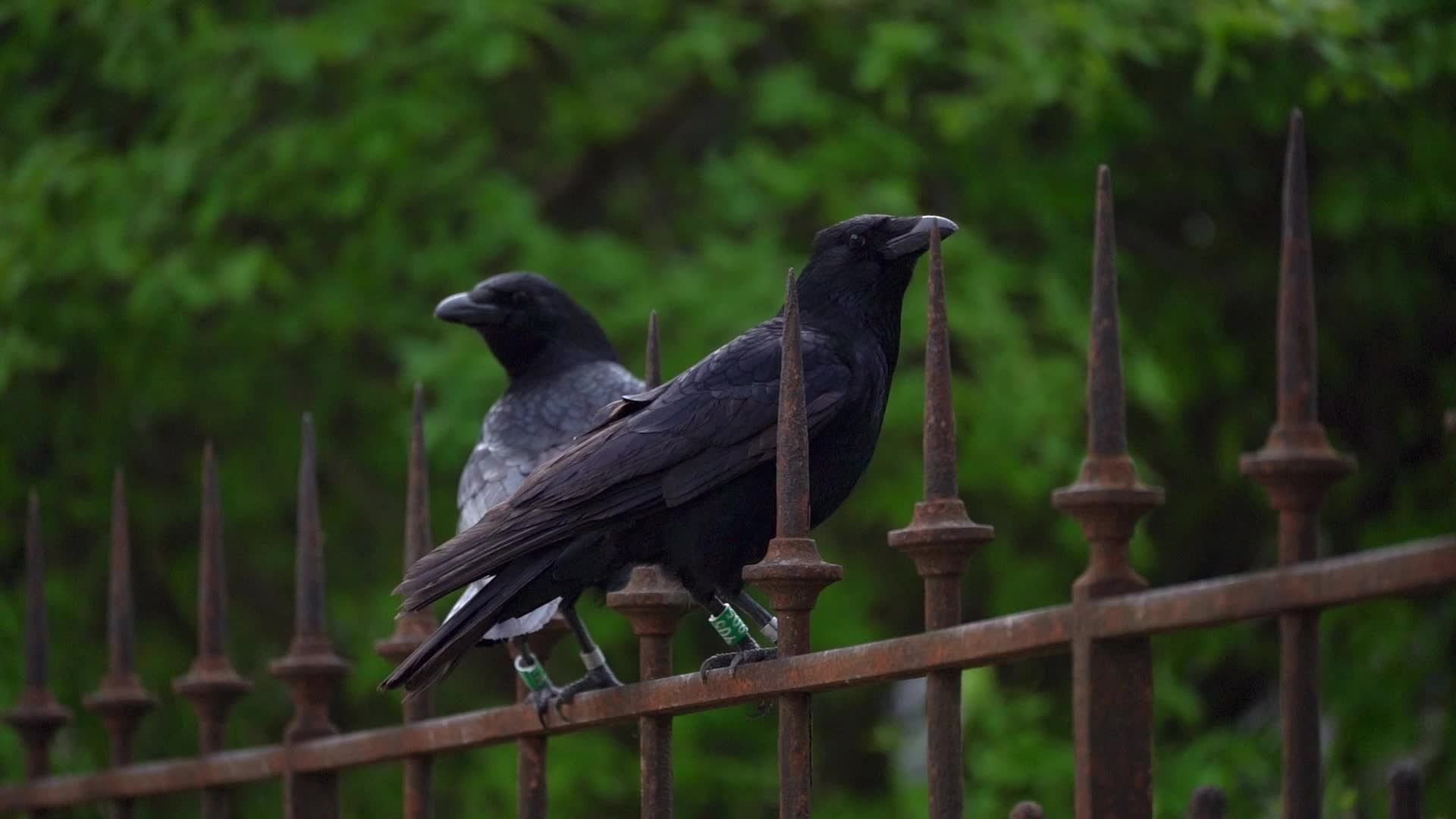 Crows Perched on Rusty Iron Fence in Nature Free Stock Video Footage ...