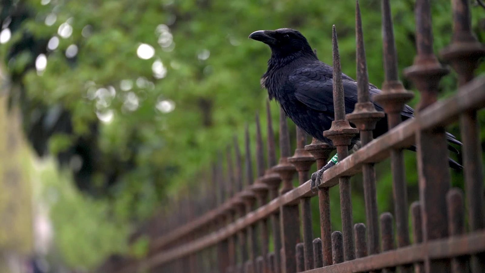 Horror Animal Wallpaper Videos, Download The BEST Free 4k Stock Video ...