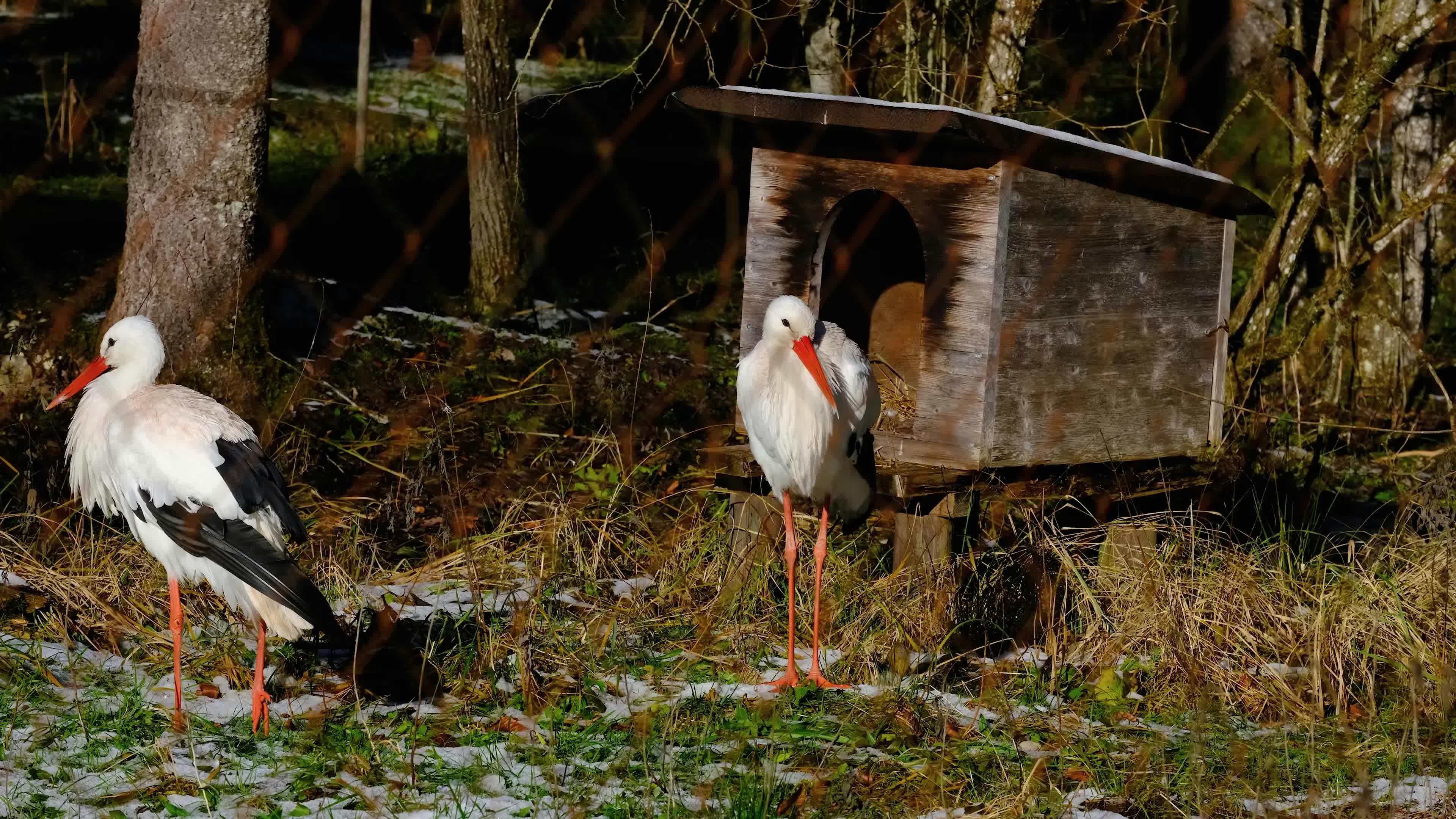 Herren Stork Videos, Download The BEST Free 4k Stock Video Footage ...