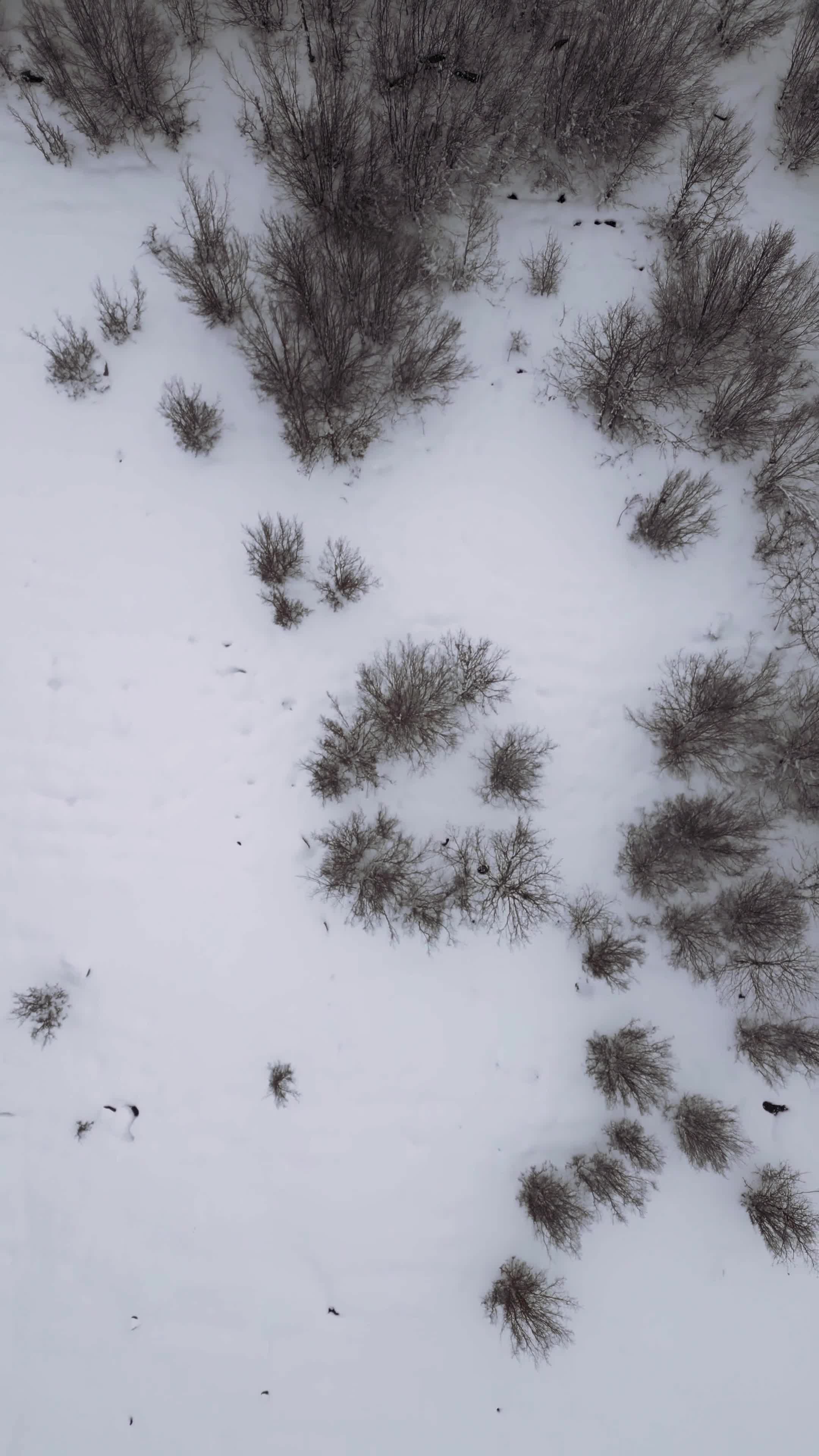Breathtaking Aerial View of Snowy Forest in Winter Free Stock Video ...
