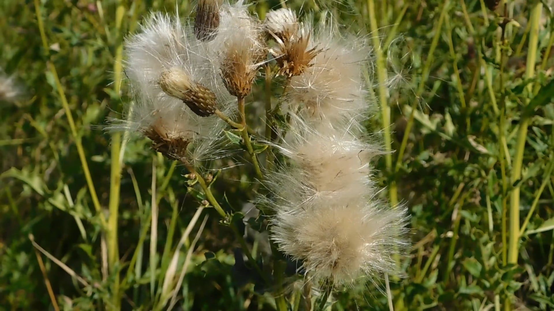 Wind Blowing Through Cotton Like Flower Bearing Plants · Free Stock Video