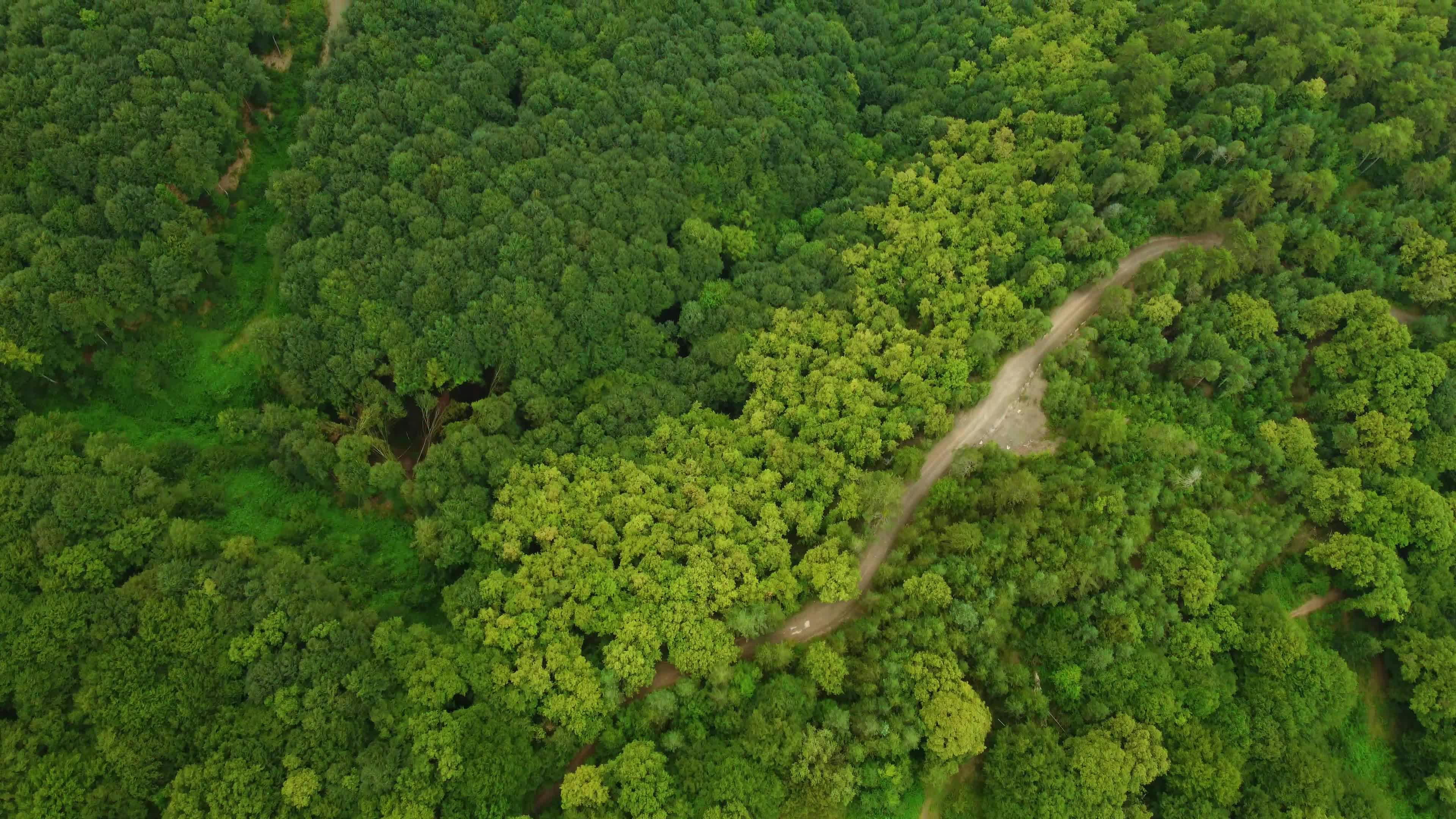 Lush Green Forest Aerial Drone View Free Stock Video Footage, Royalty ...