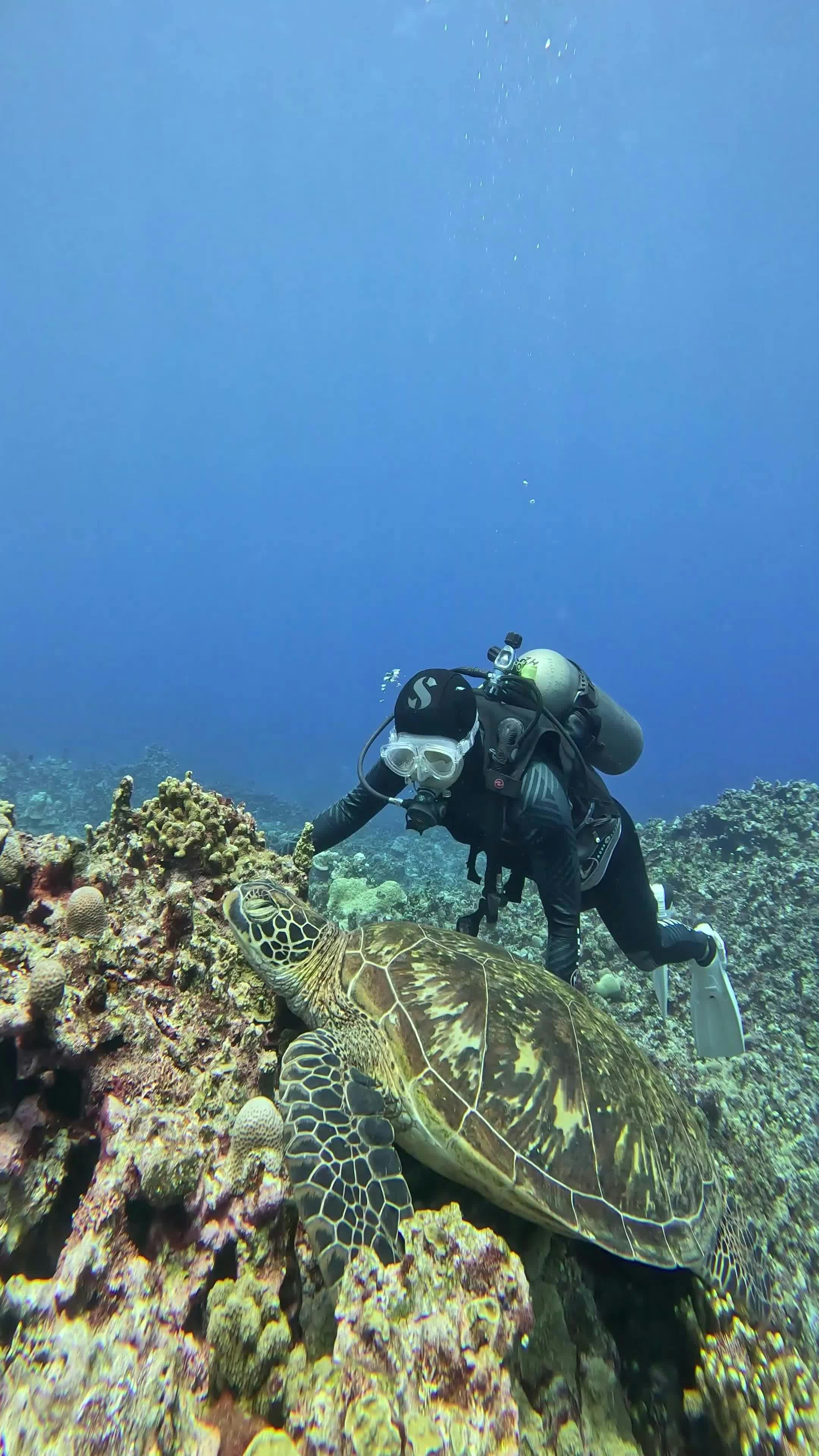 Majestic Sea Turtle Swimming in Ocean Depths Free Stock Video Footage ...