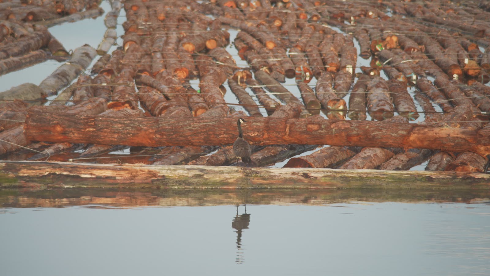 Deforestation Videos, Download The BEST Free 4k Stock Video Footage ...