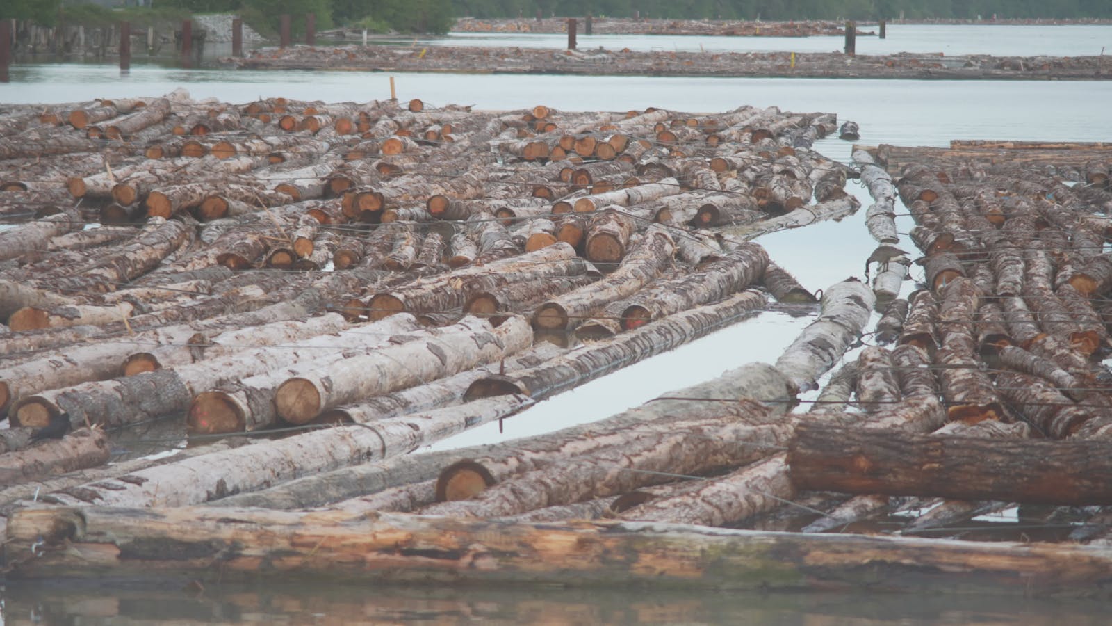 Deforestation Videos, Download The BEST Free 4k Stock Video Footage ...