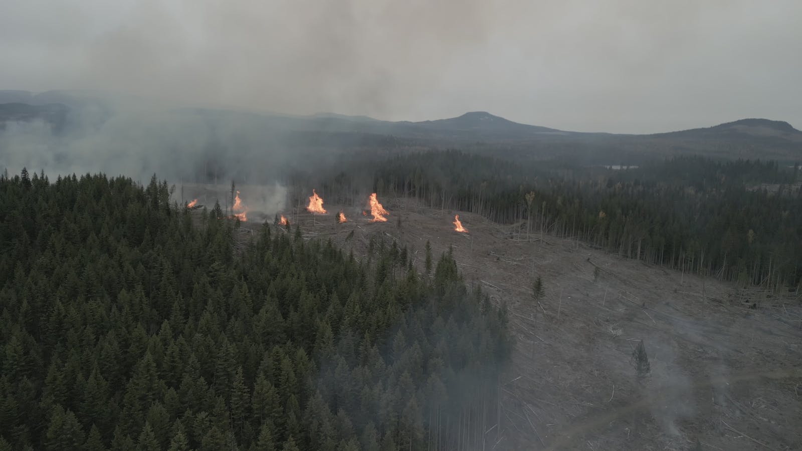 Forest Fire Videos, Download The BEST Free 4k Stock Video Footage ...