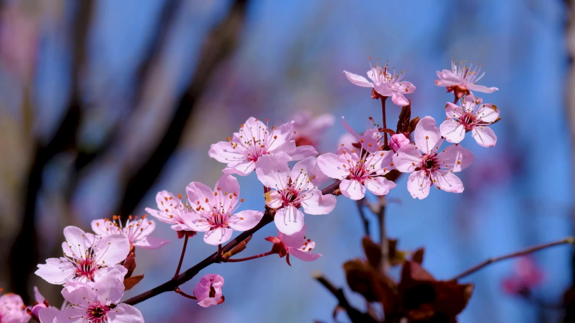 Stunning Close-up of Pink Apple Blossoms in Spring Free Stock Video ...