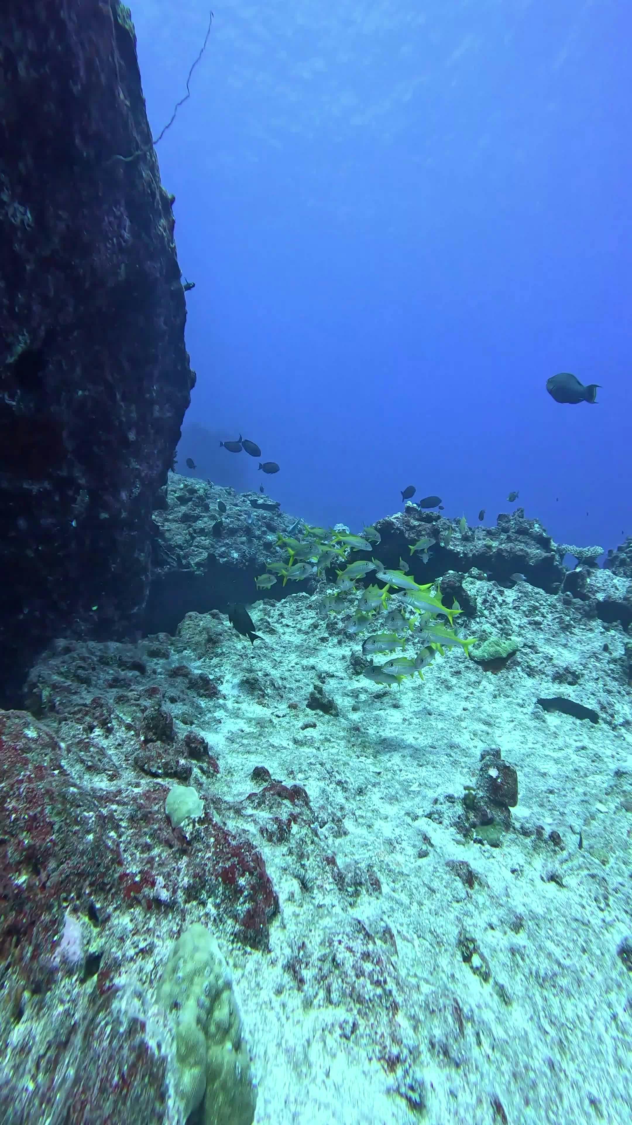 Coral With Fish Videos, Download The BEST Free 4k Stock Video Footage ...