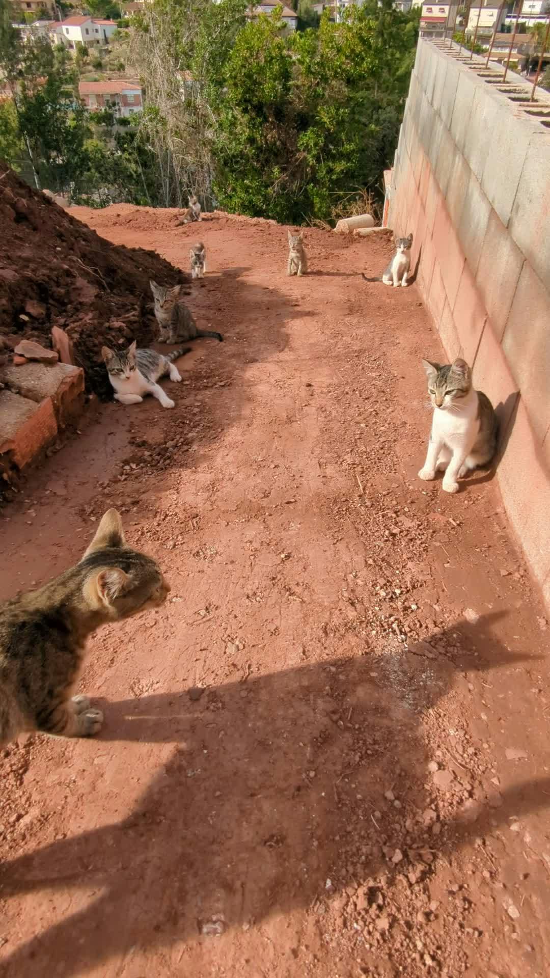 Funniest Cats Videos, Download The BEST Free 4k Stock Video Footage ...