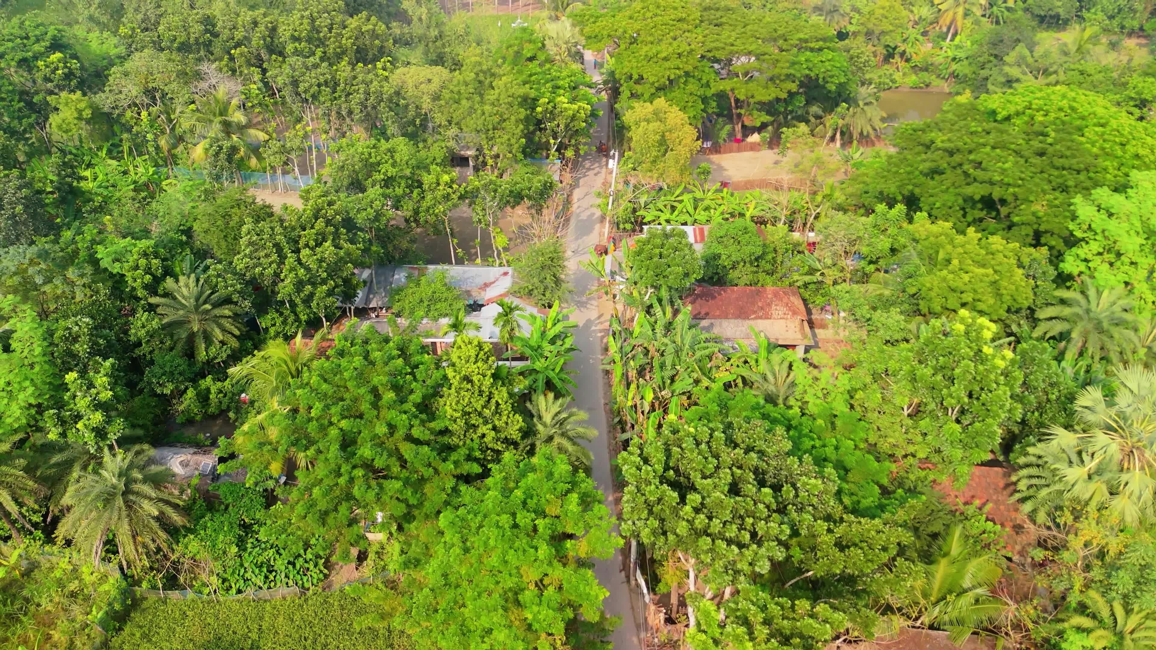 Plantation Forest Videos, Download The BEST Free 4k Stock Video Footage & Plantation Forest HD ...