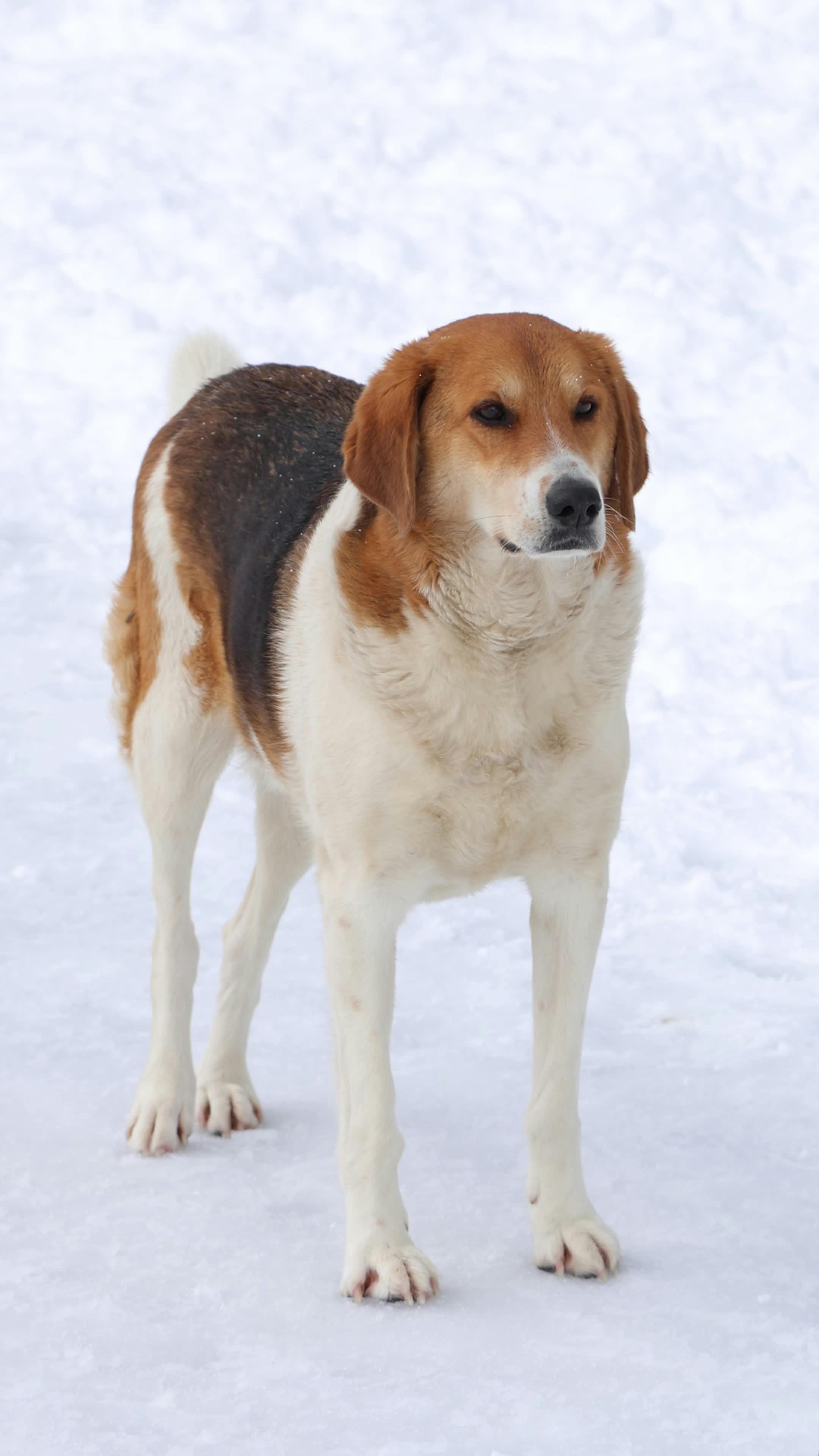 Dog+Knot+Teen Videos, Download The BEST Free 4k Stock Video Footage ...