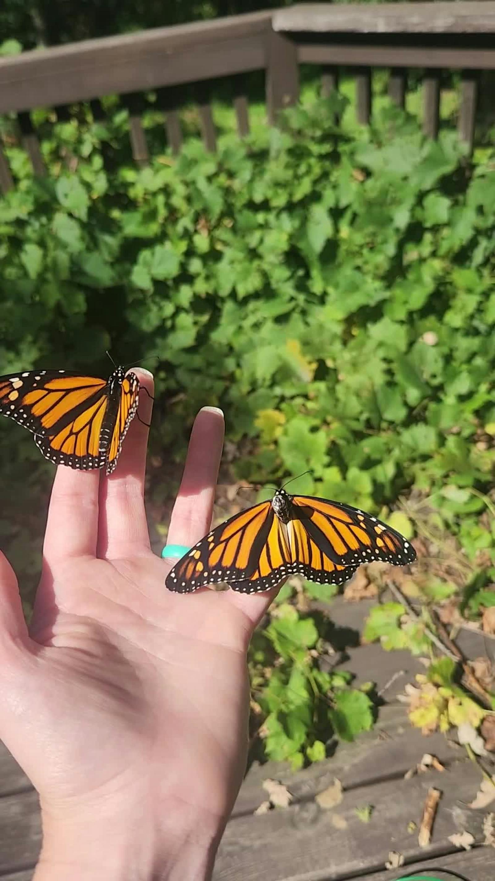 Monarch Butterfly Videos, Download The BEST Free 4k Stock Video Footage ...