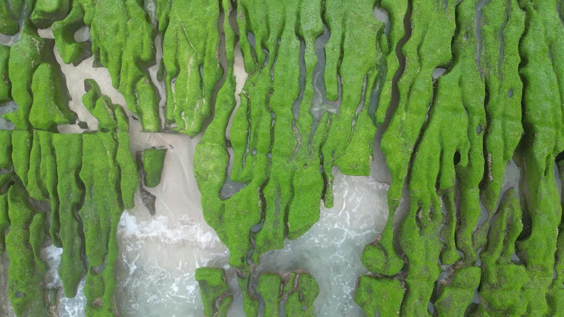 Rule Algae Videos, Download The BEST Free 4k Stock Video Footage & Rule Algae HD Video Clips