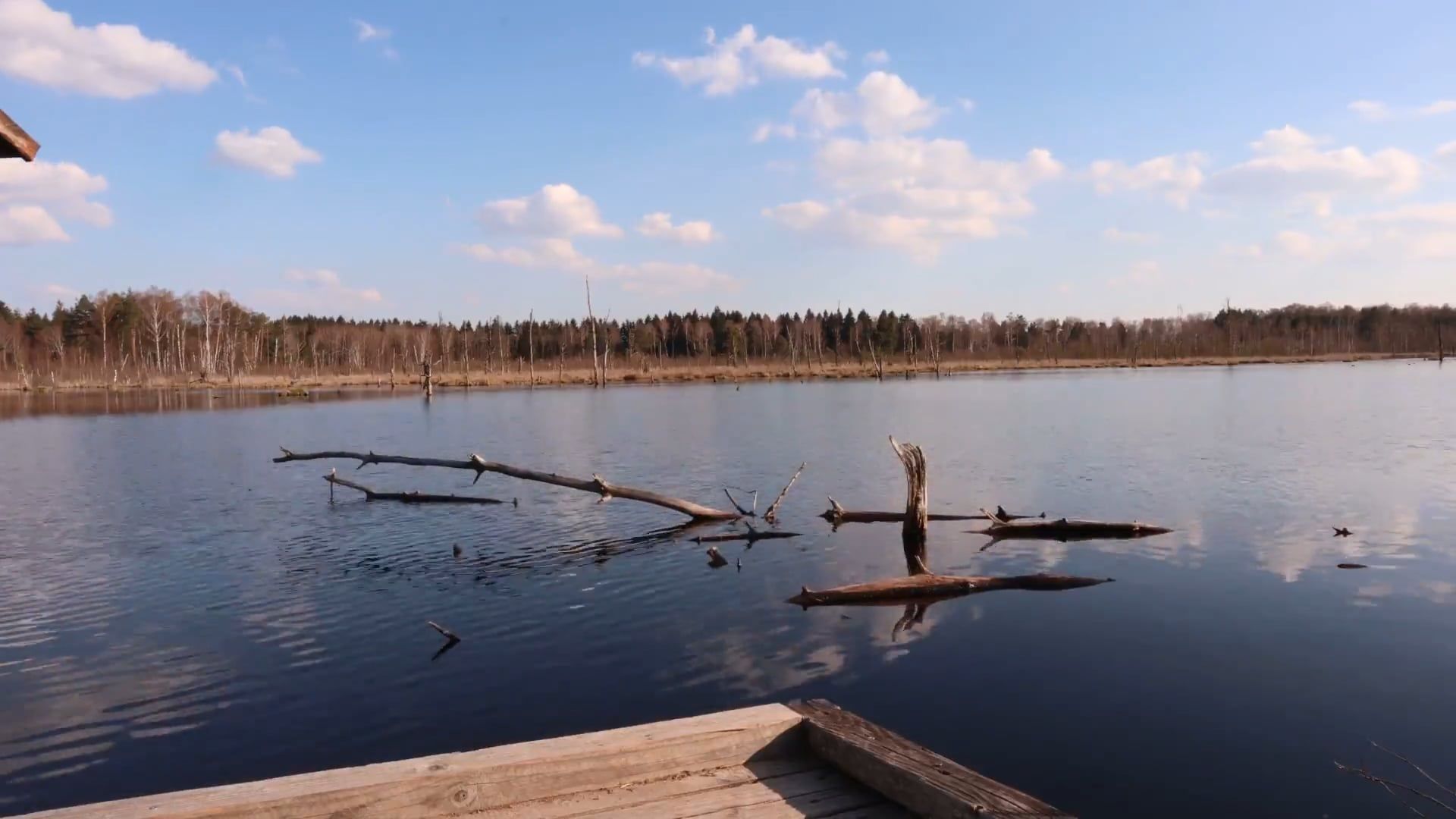 Branches Of An Uprooted Tree Submerged In A Lake Free Stock Video ...