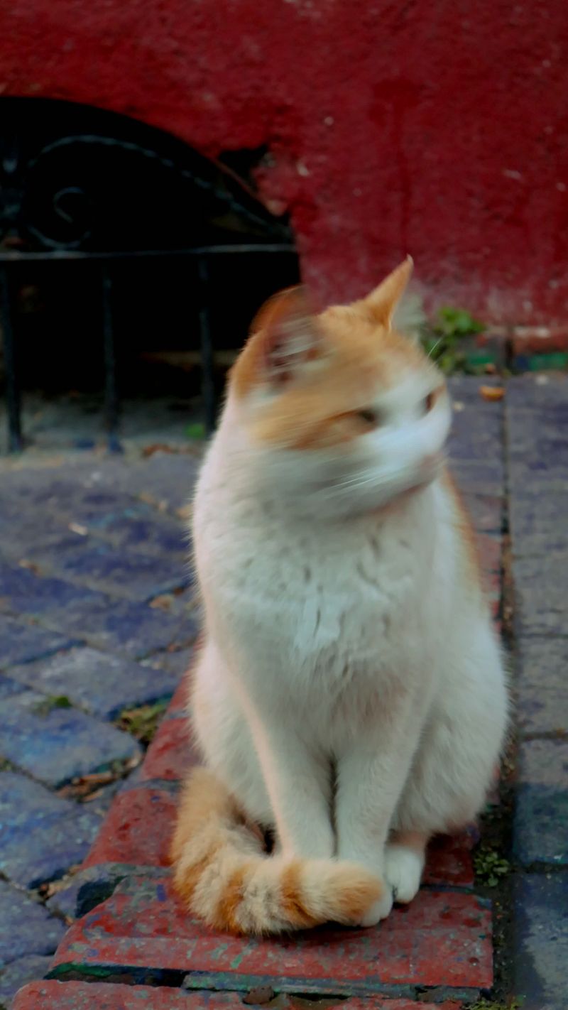 Cat Live Wallpaper Videos, Download The BEST Free 4k Stock Video ...