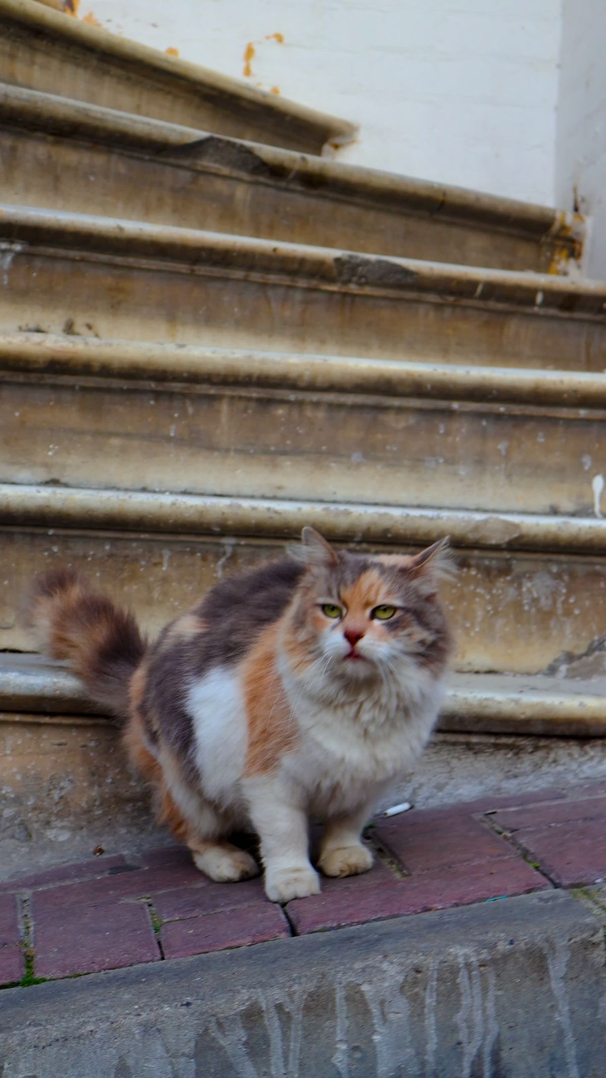 Cat Live Wallpaper Videos, Download The BEST Free 4k Stock Video ...