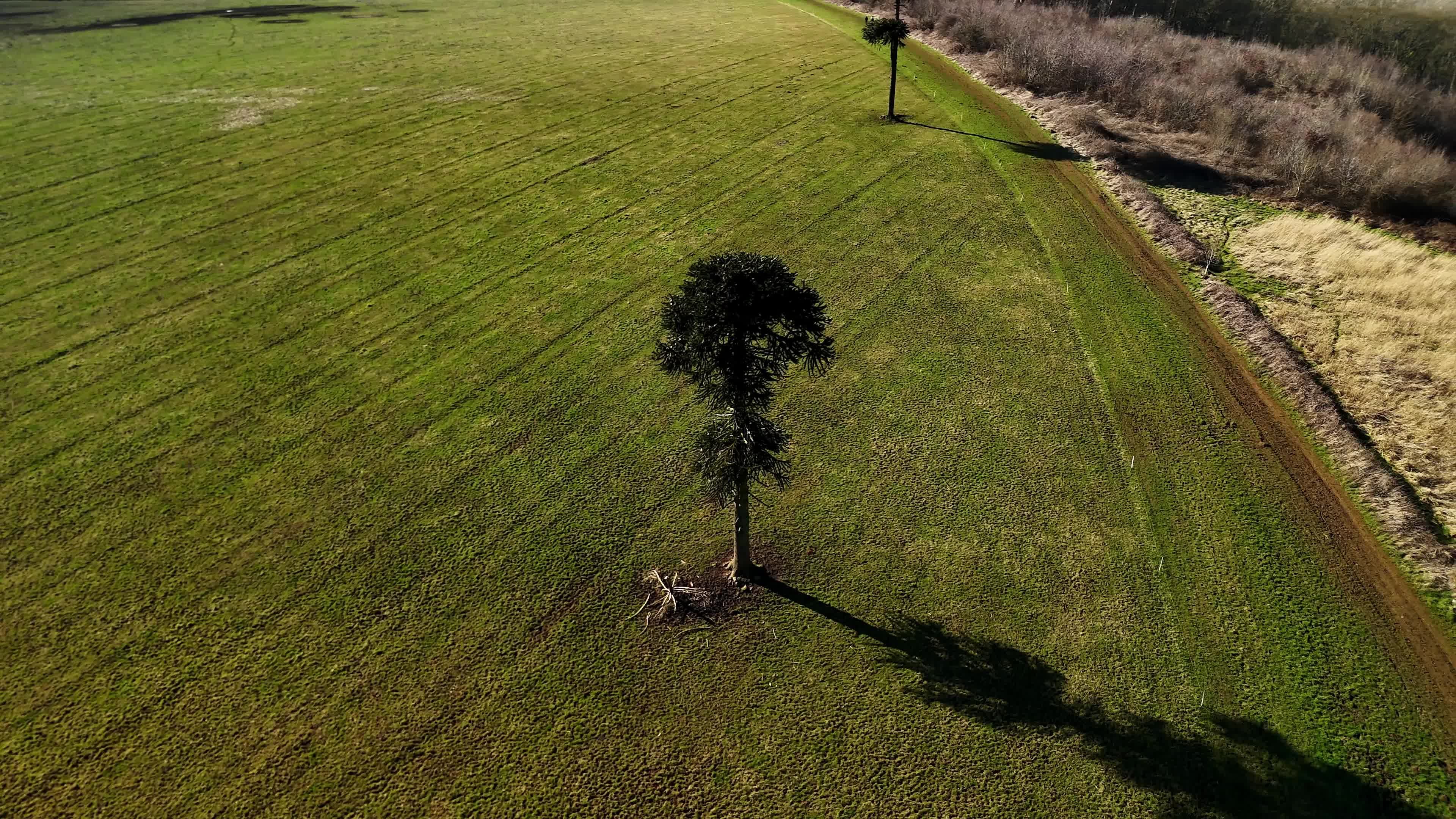 Aerial View of Solitary Tree in Open Field Free Stock Video Footage ...