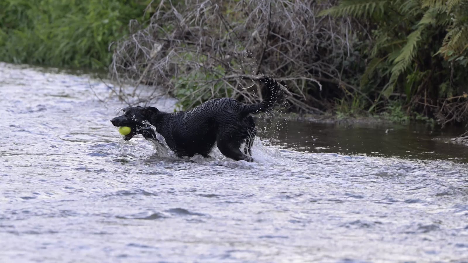 K9 Dog Videos, Download The BEST Free 4k Stock Video Footage & K9 Dog ...