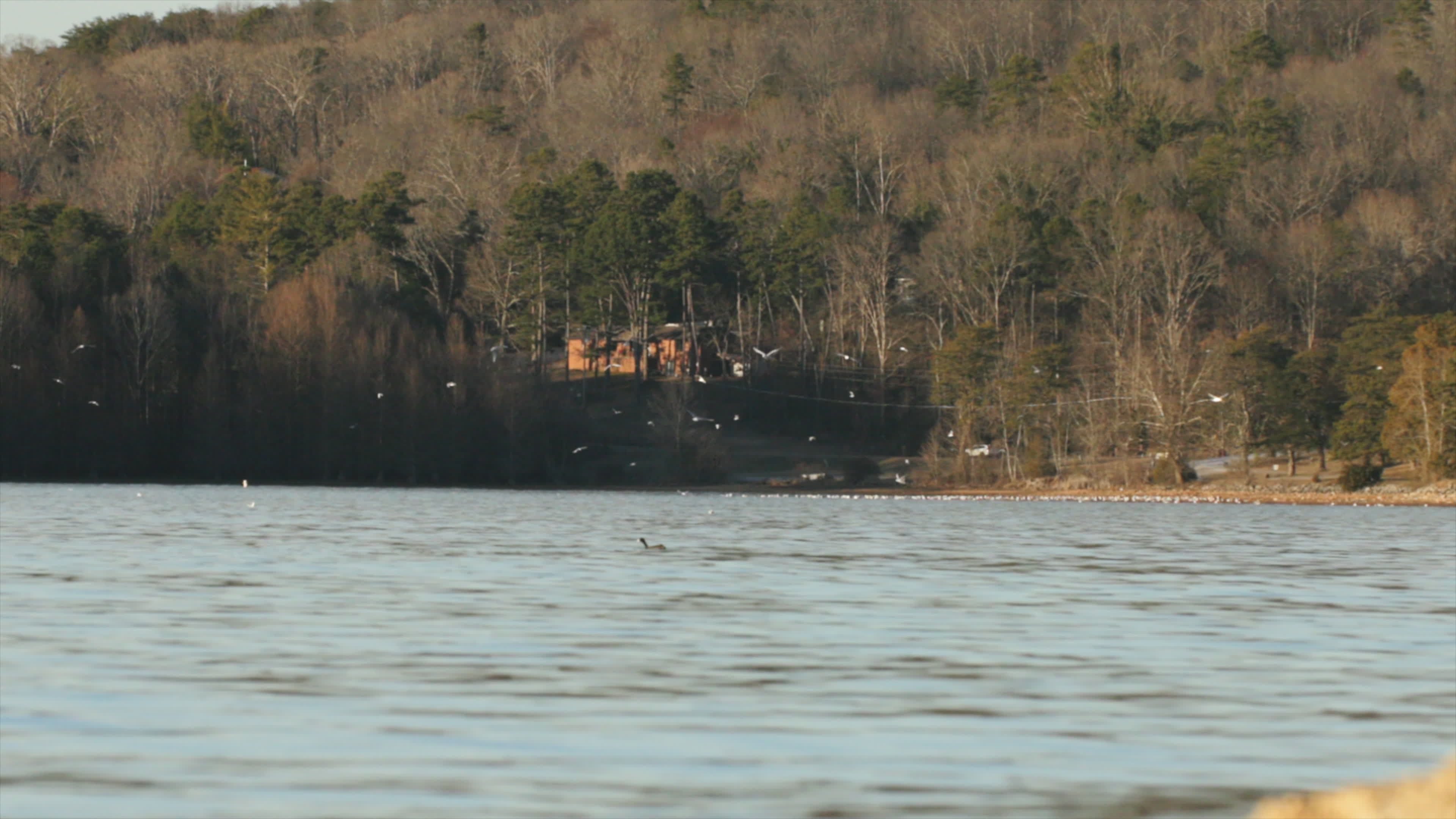 Tranquil Lake with Birds in Flight Free Stock Video Footage, Royalty ...