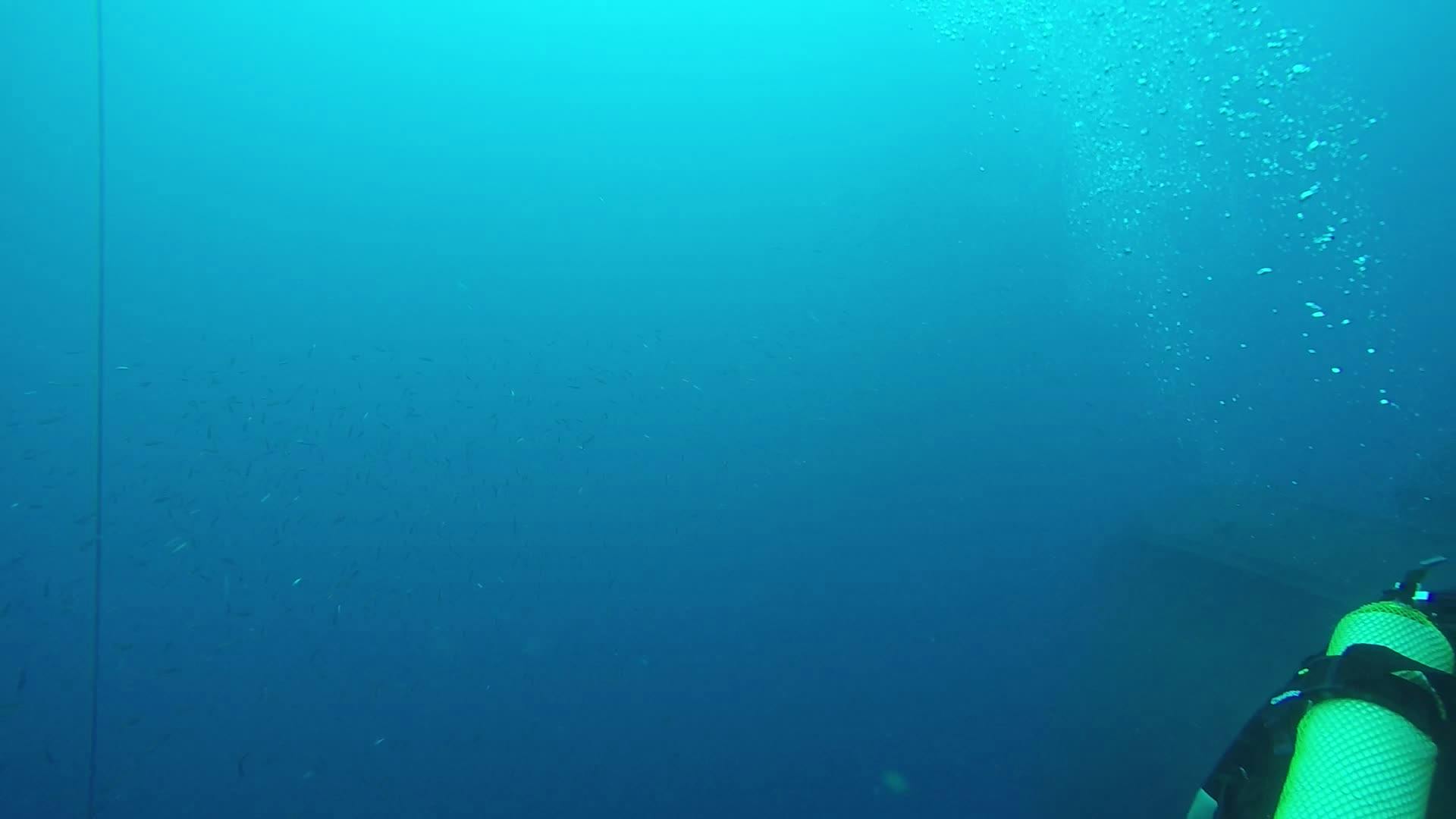 Sea Fish Videos, Download The BEST Free 4k Stock Video Footage & Sea ...