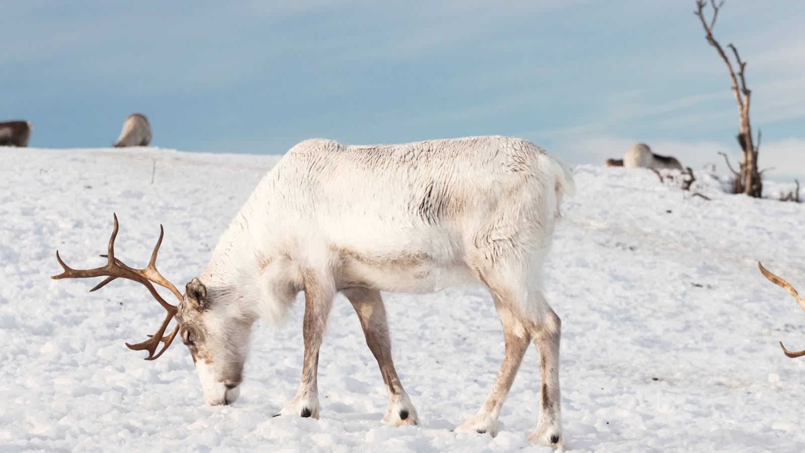 Arctic Animation Videos, Download The BEST Free 4k Stock Video Footage ...