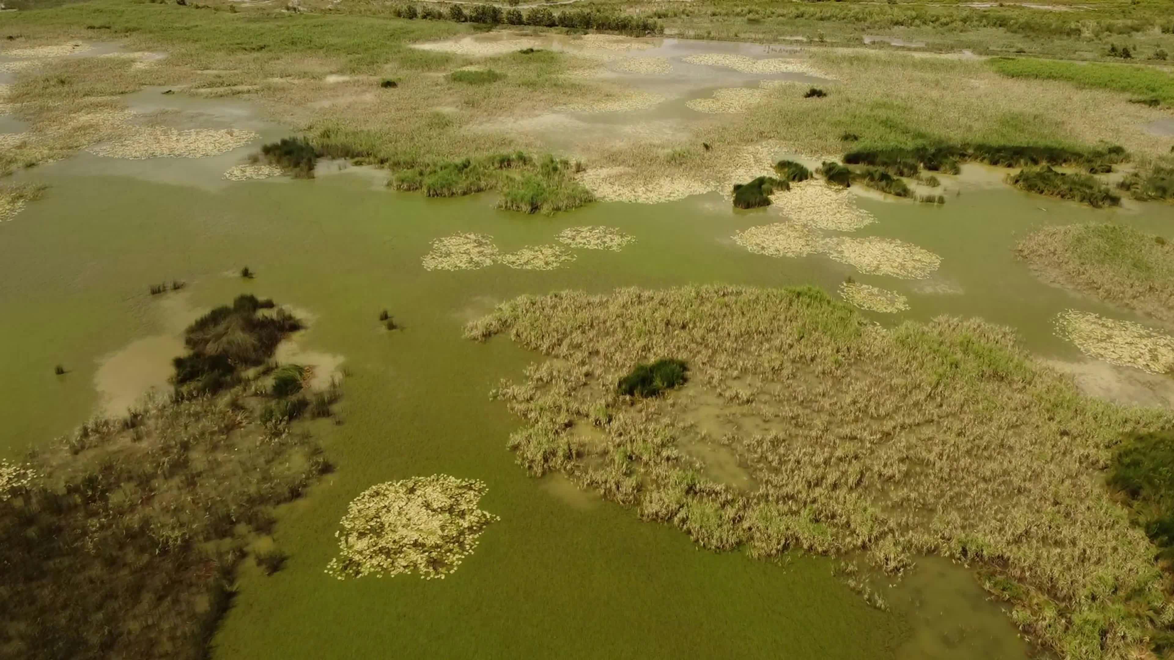 Aerial View of Serene Wetlands Landscape Free Stock Video Footage ...