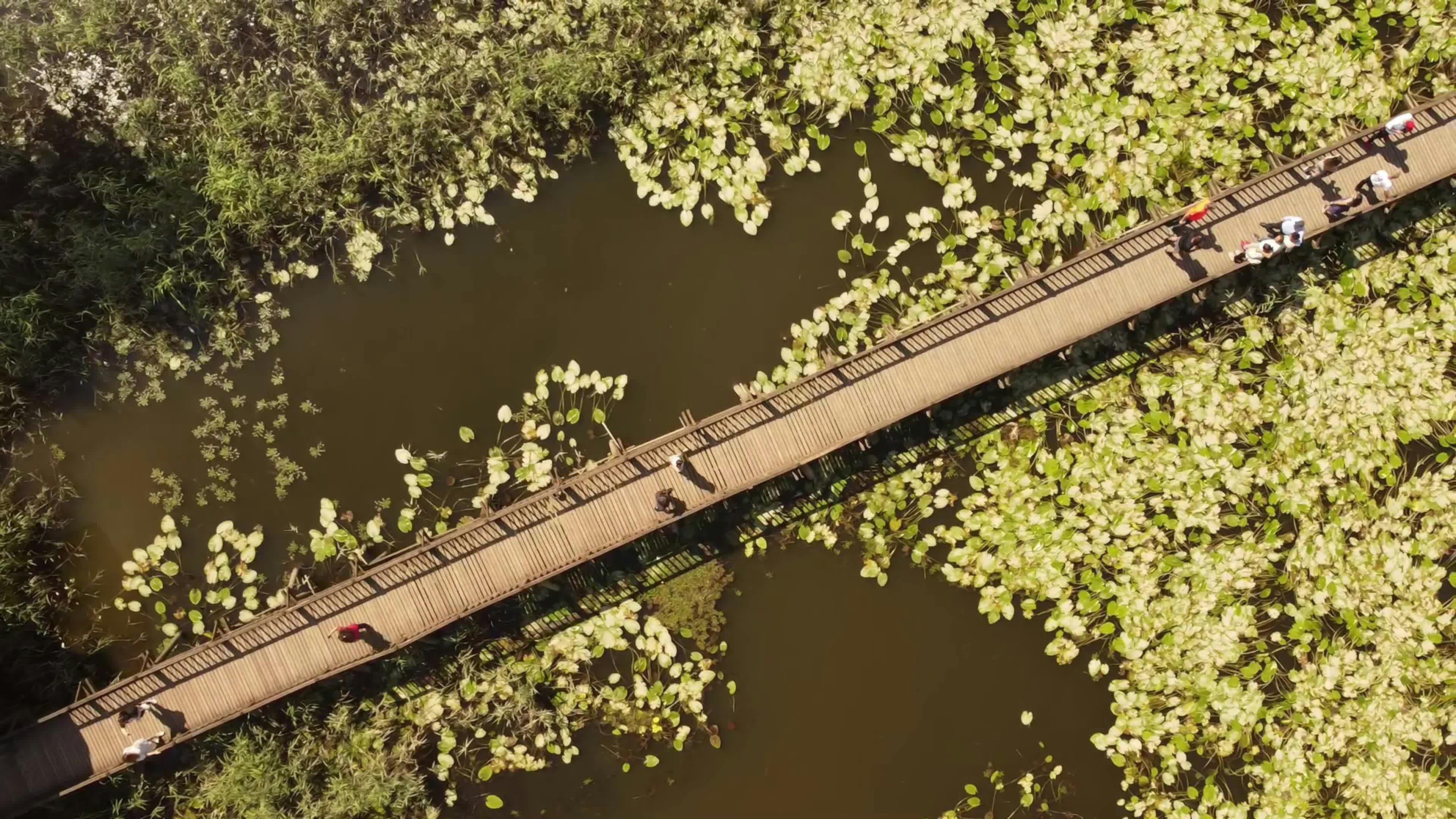 Aerial View of Wooden Footbridge Over Scenic Pond Free Stock Video ...