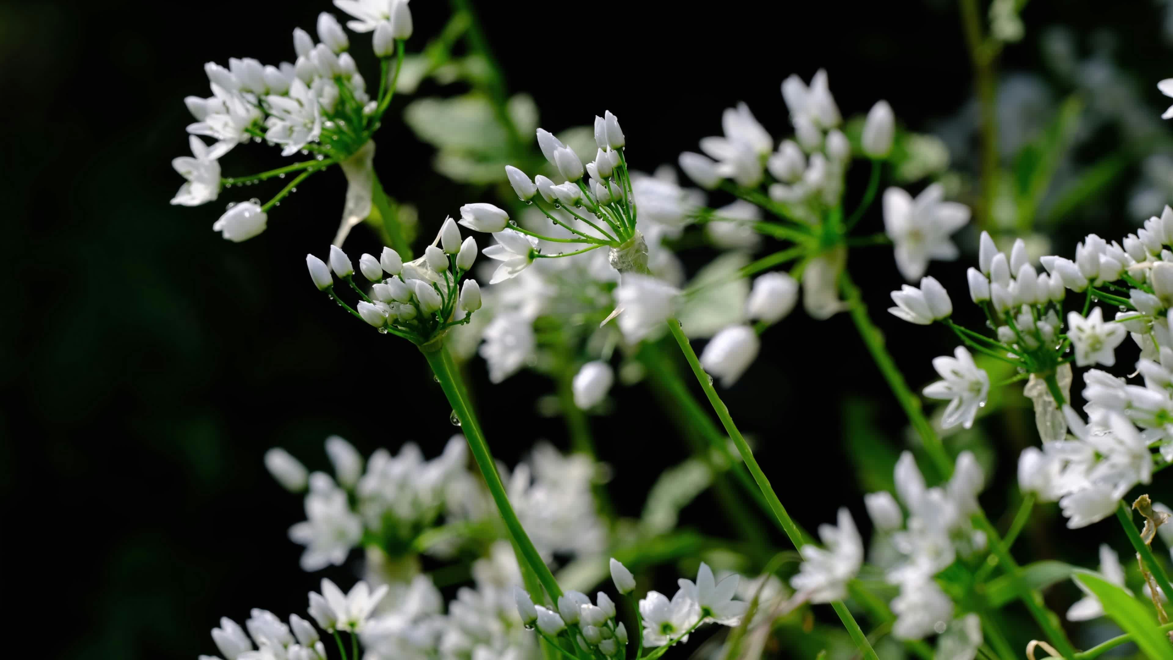 White Flowers Blooming in Sunlit Garden Free Stock Video Footage ...