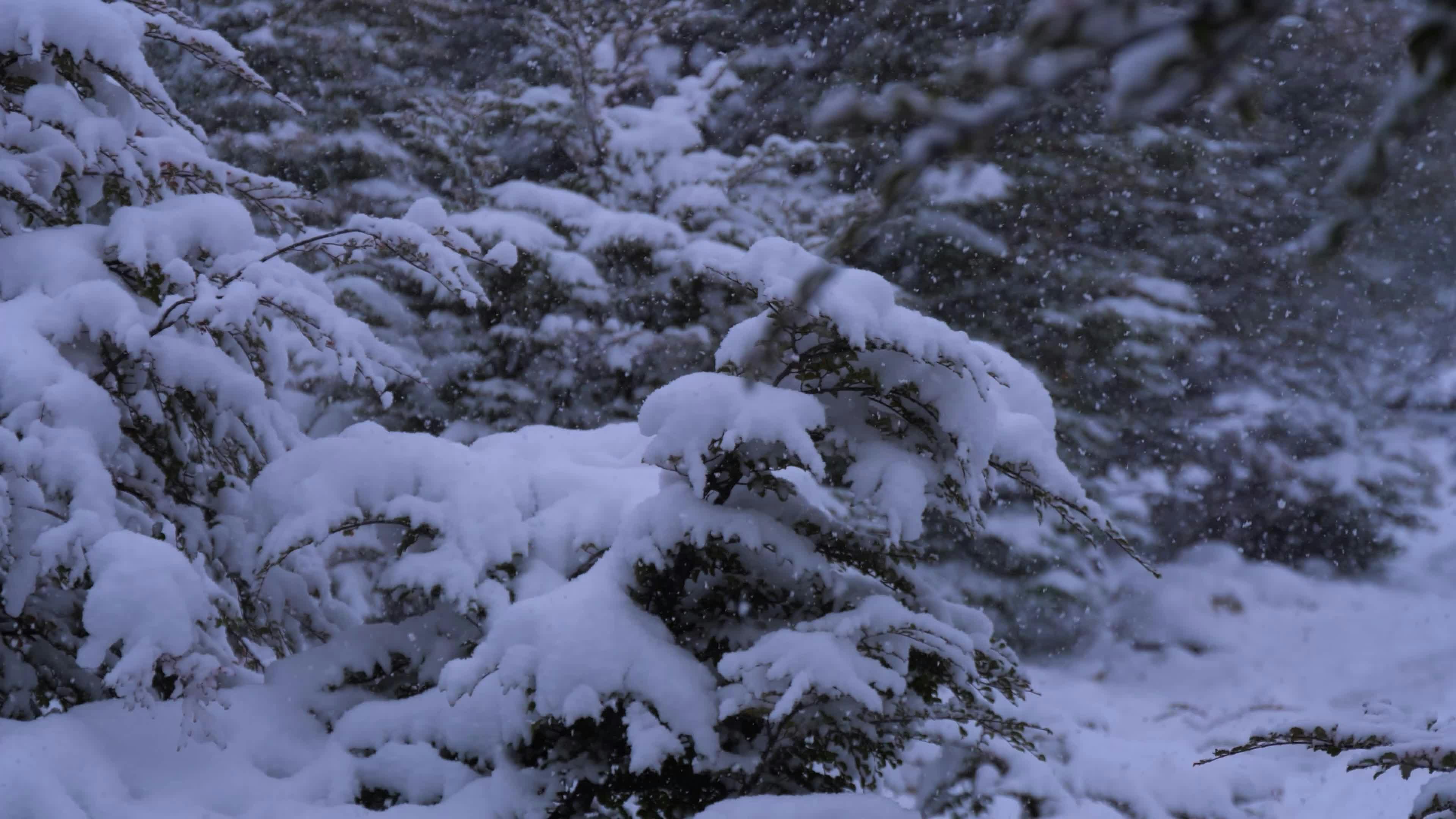 Snow-Laden Forest with Winter Ambiance Free Stock Video Footage ...