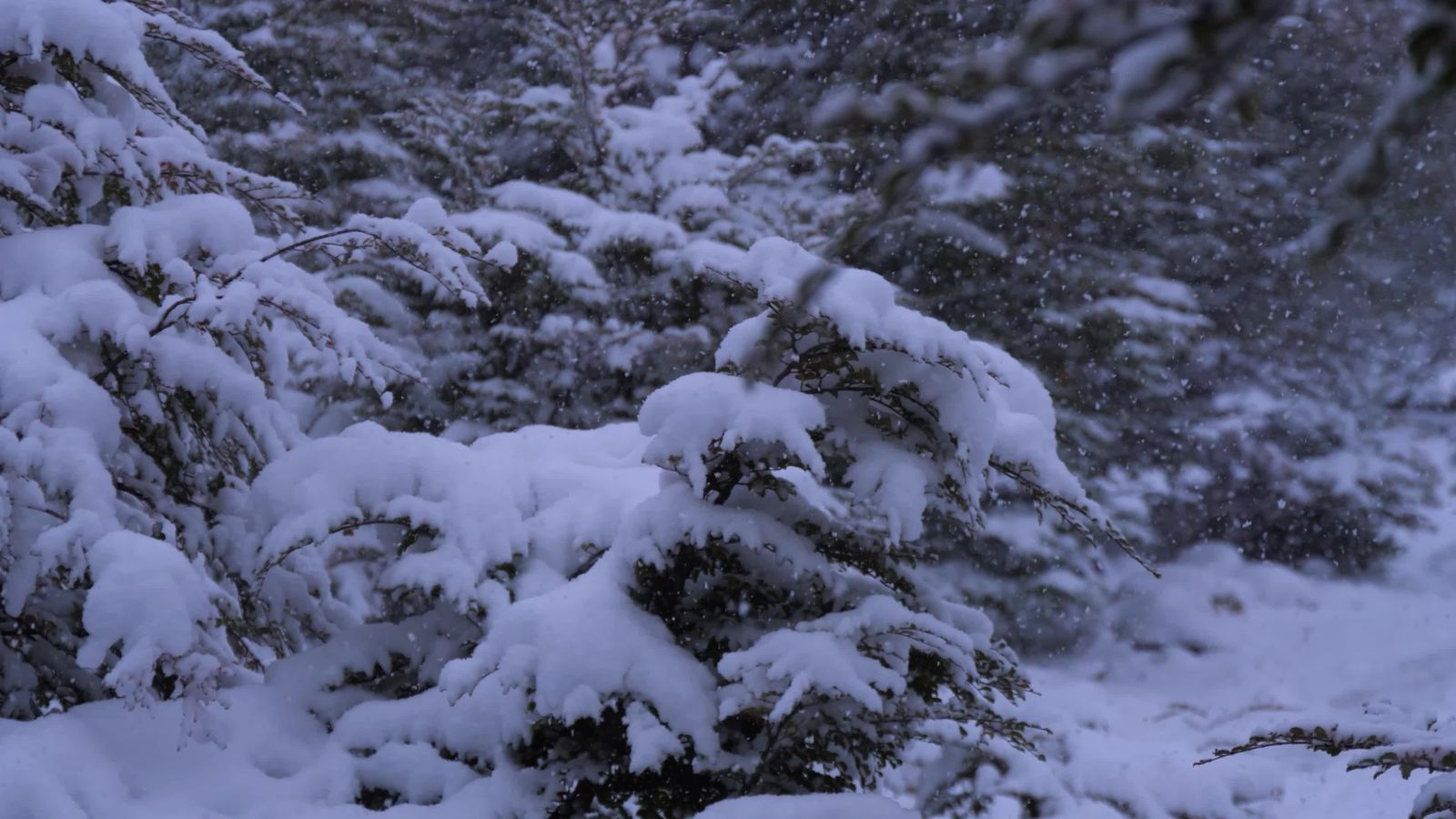 Snow Videos, Download The BEST Free 4k Stock Video Footage & Snow HD ...