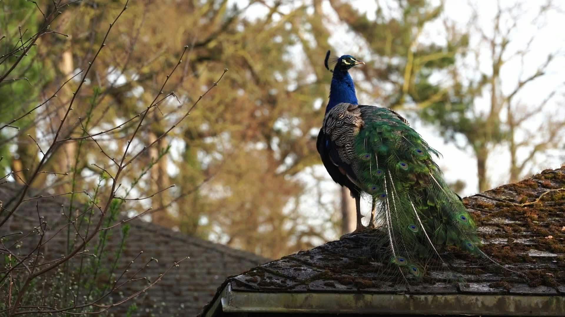 Peacocks Wallpaper Videos, Download The BEST Free 4k Stock Video ...