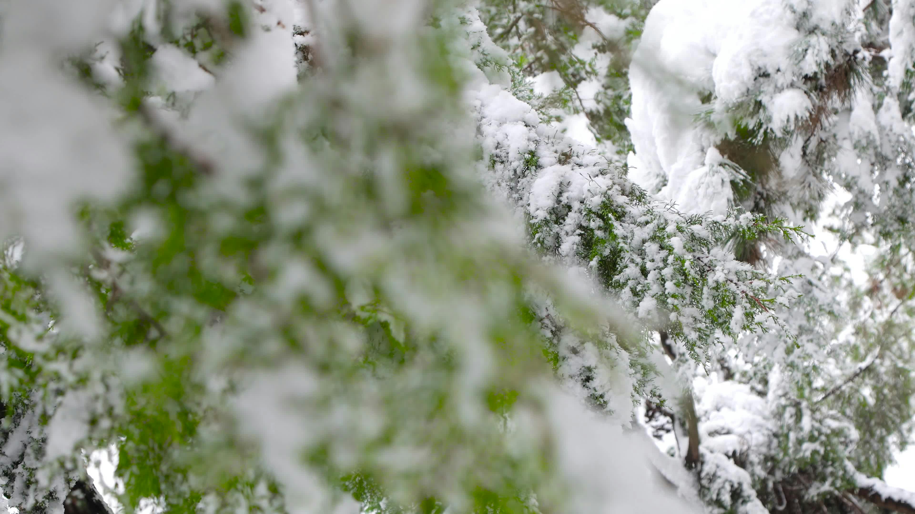 Natural Tree Videos, Download The BEST Free 4k Stock Video Footage ...