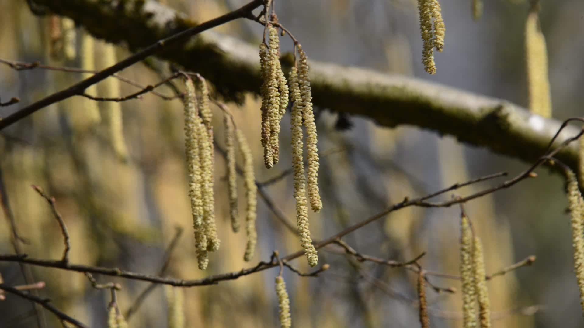 Close-up of Hazy Hanging Tree Branches in Spring Free Stock Video ...