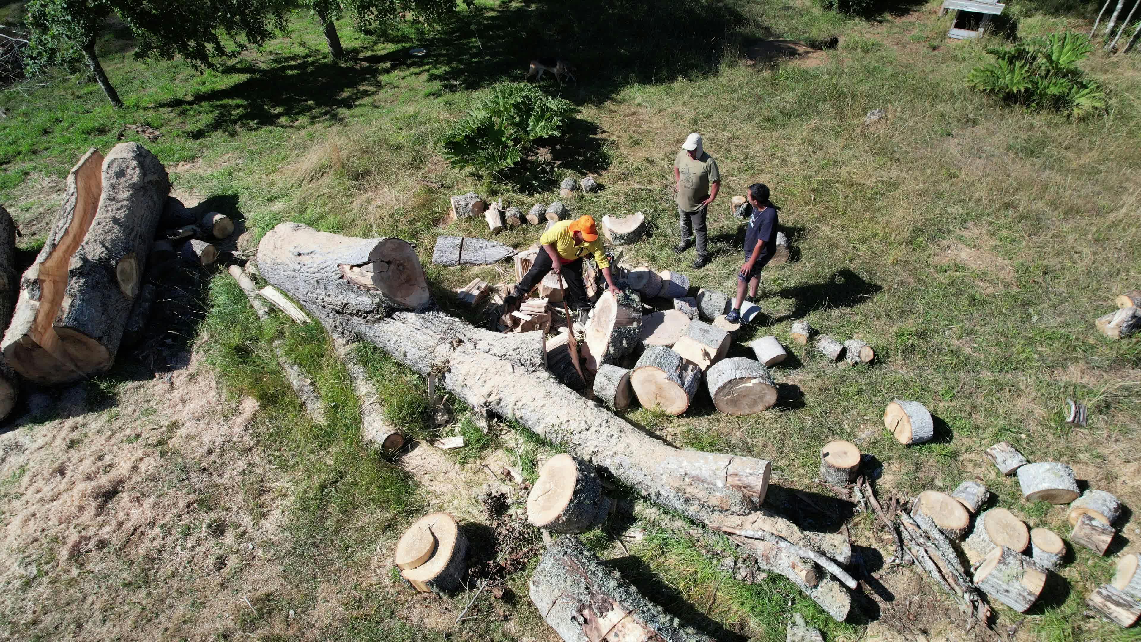 Timber Field Videos, Download The BEST Free 4k Stock Video Footage & Timber Field HD Video Clips