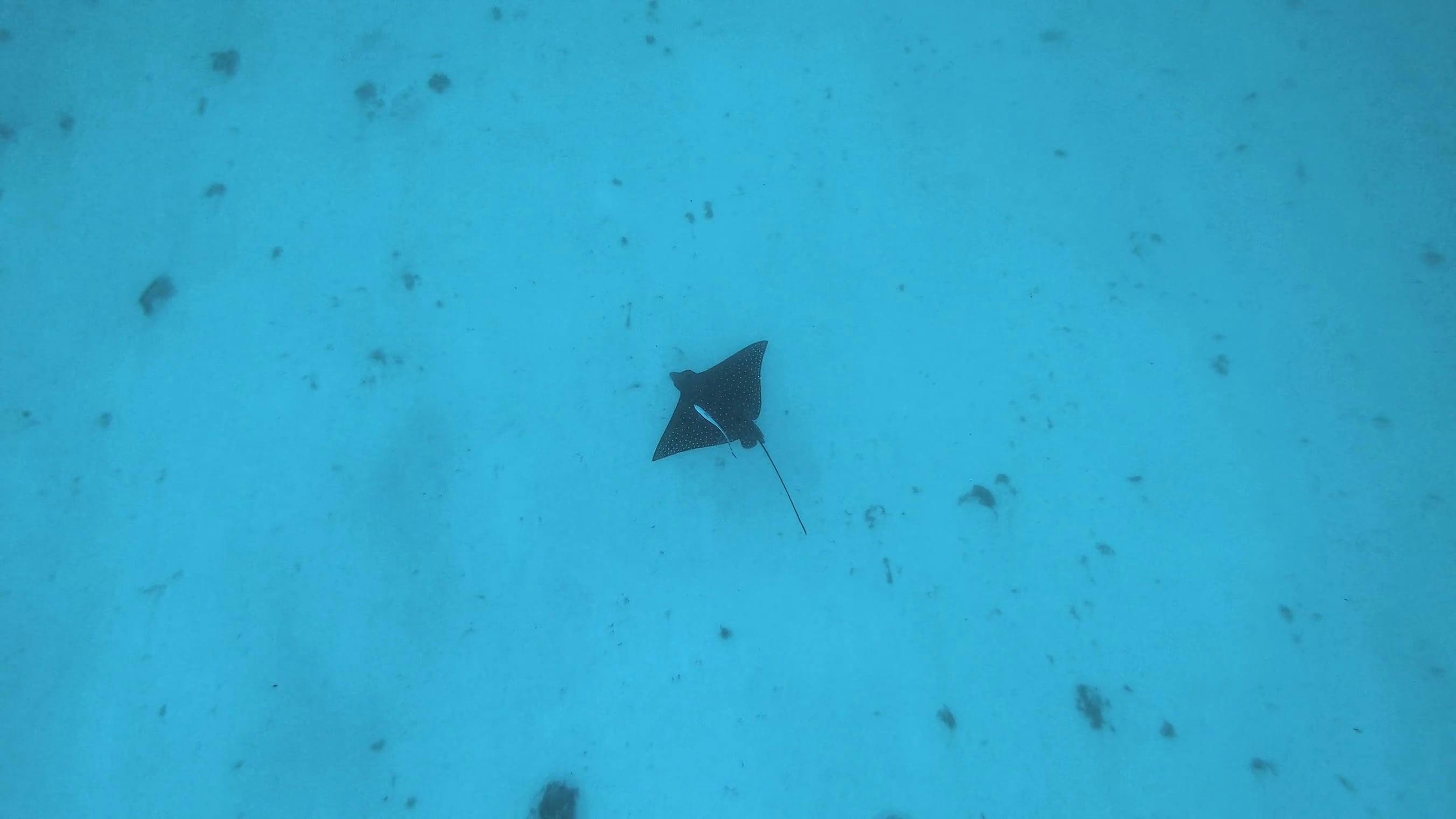 A Sting Ray Moving On The Sea Floor Free Stock Video Footage, Royalty ...