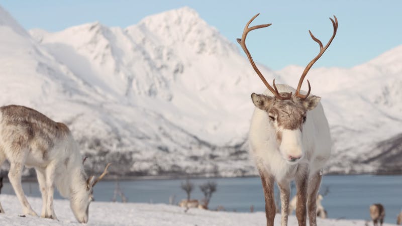 Arctic Animation Videos, Download The BEST Free 4k Stock Video Footage ...