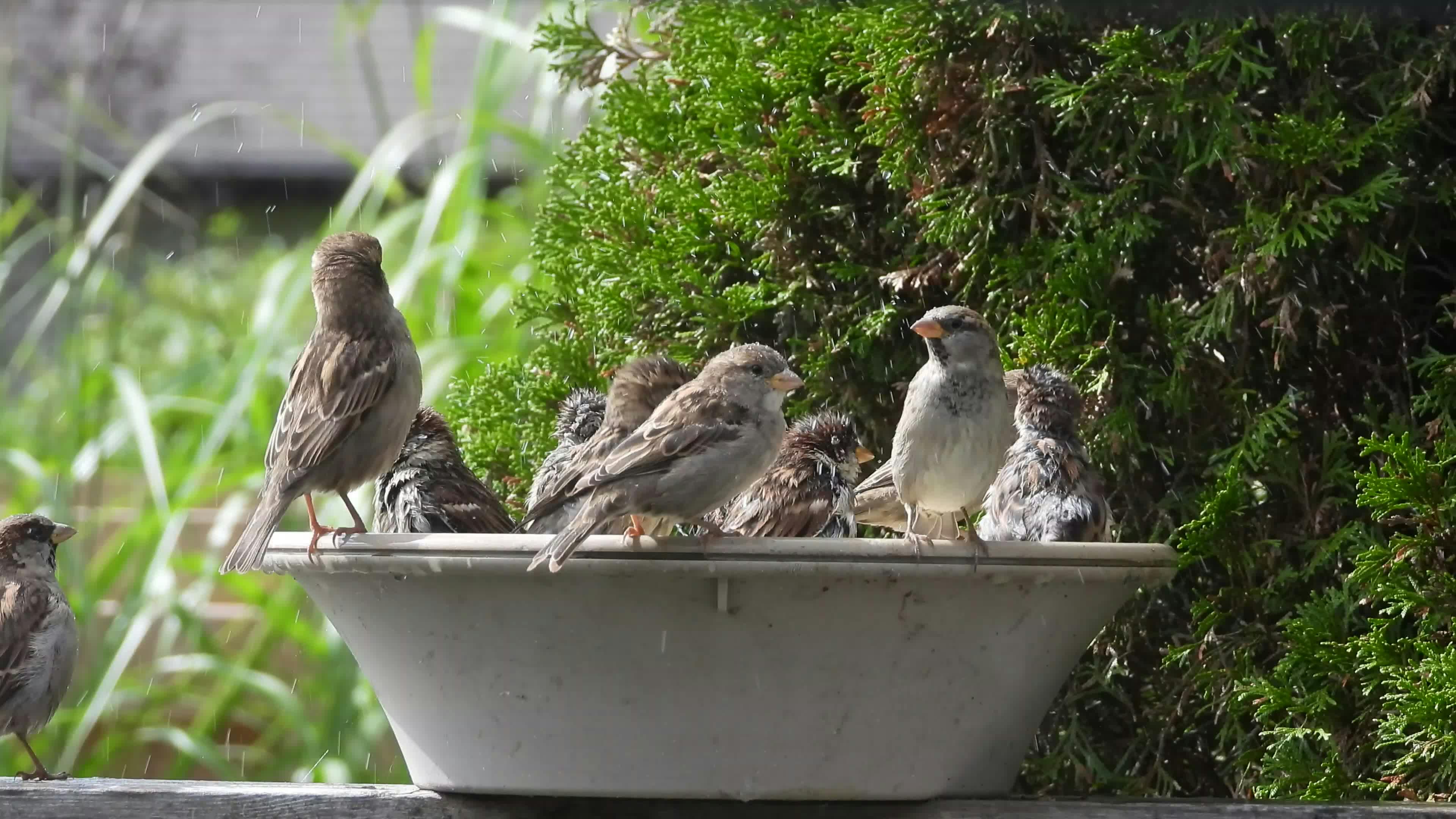 Sparrows Bathing in Garden Bird Bath Free Stock Video Footage, Royalty ...