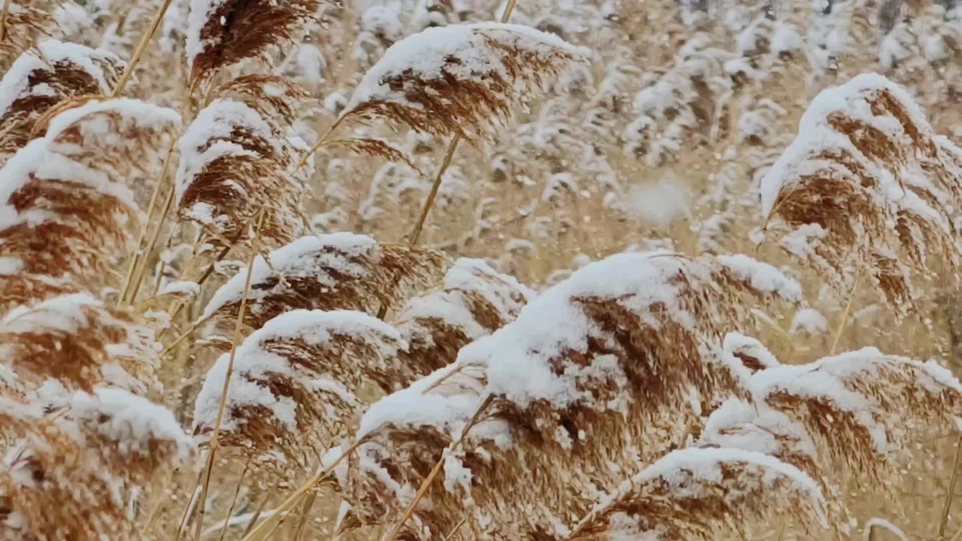 Winter Snow on Tall Grass in Breezy Field Free Stock Video Footage ...