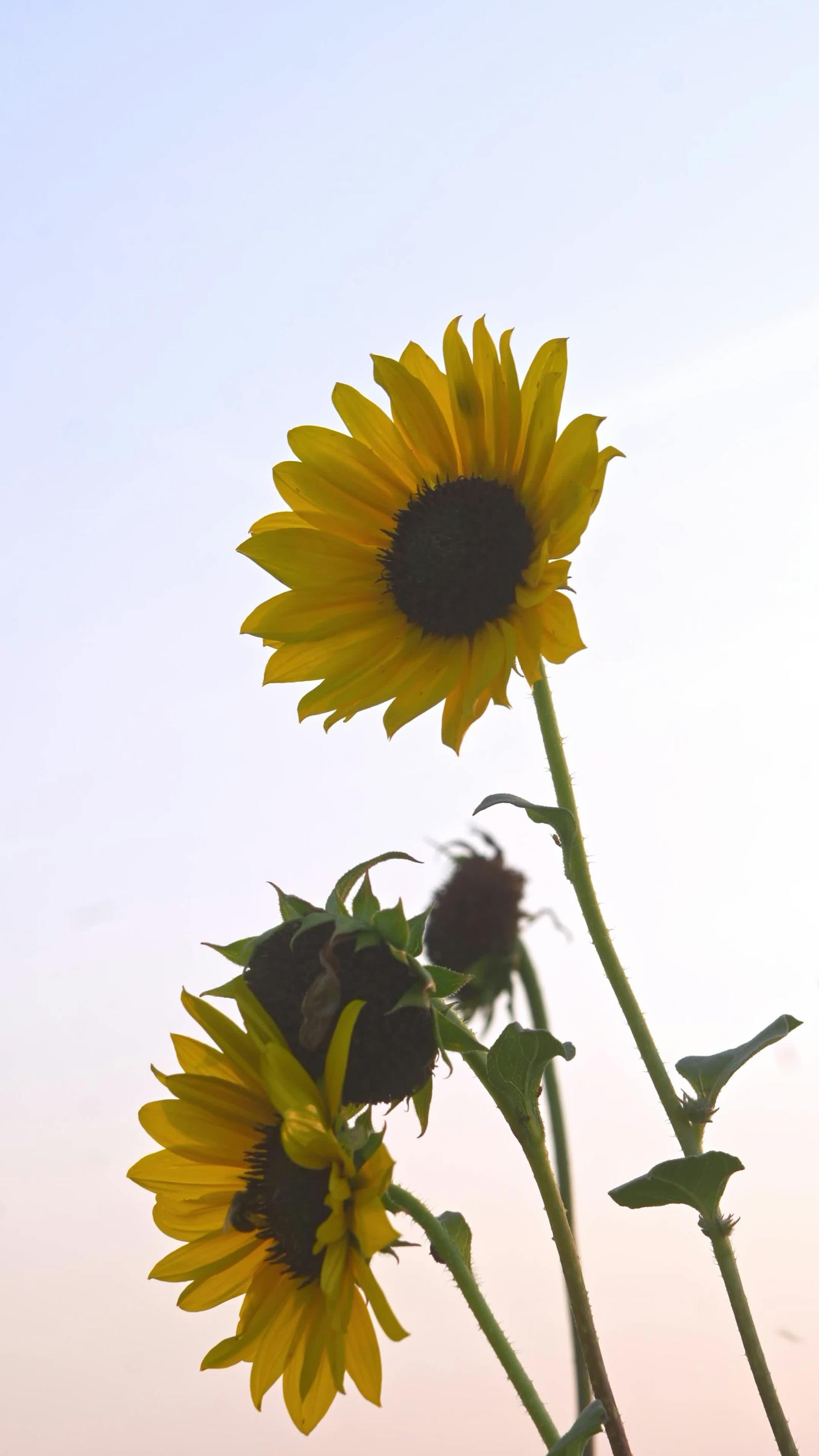 Bely+Belinda+Shiny+Flowers Videos, Download The BEST Free 4k Stock ...