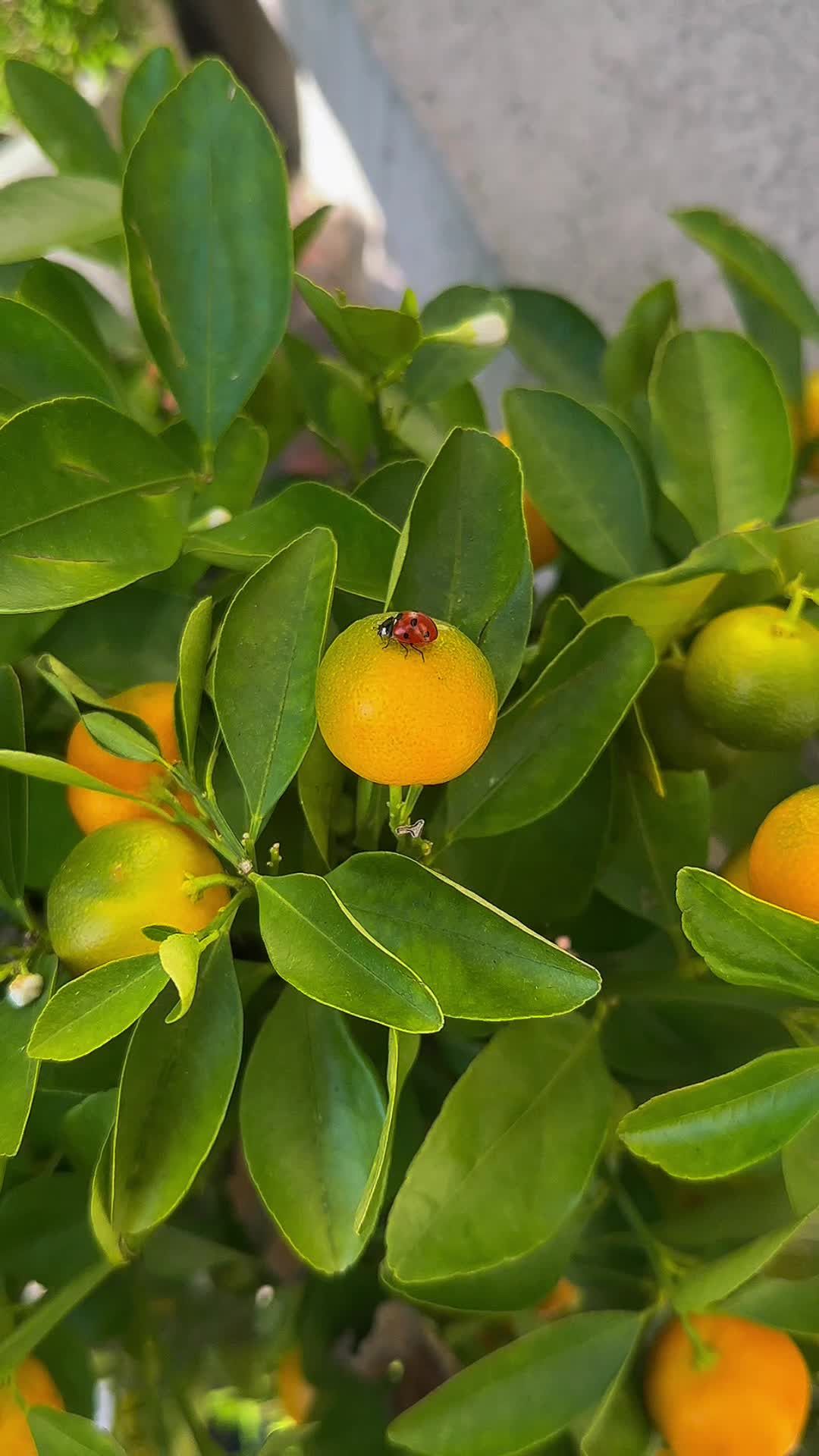 Close-up of Vibrant Citrus Plant with Ladybug Free Stock Video Footage ...