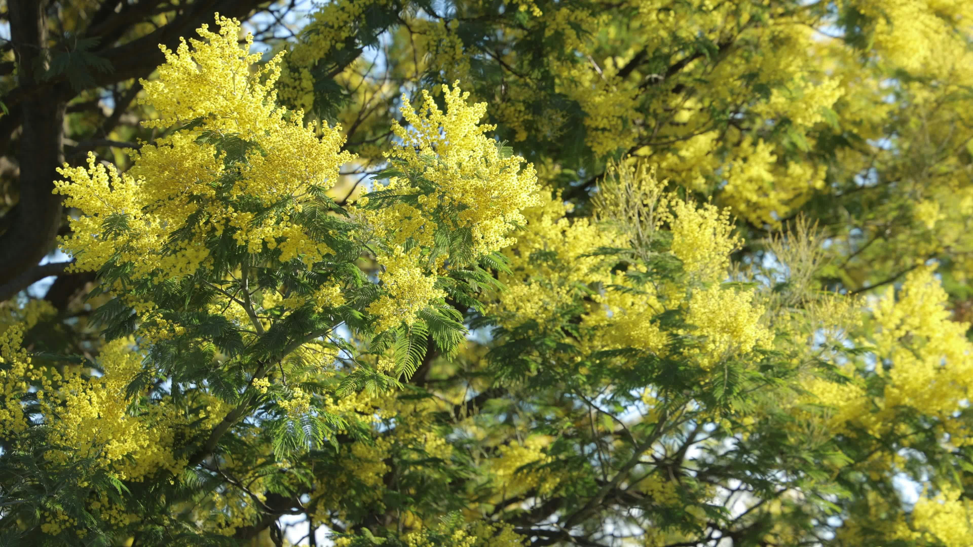 Garden Tree Videos, Download The BEST Free 4k Stock Video Footage ...