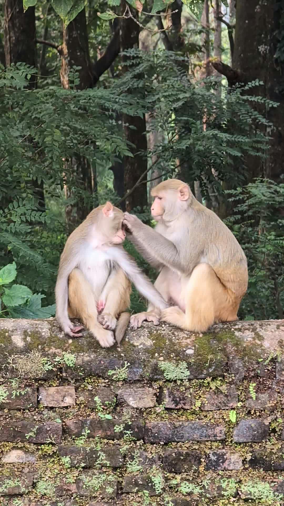 Capybara Grooming Videos, Download The BEST Free 4k Stock Video Footage ...