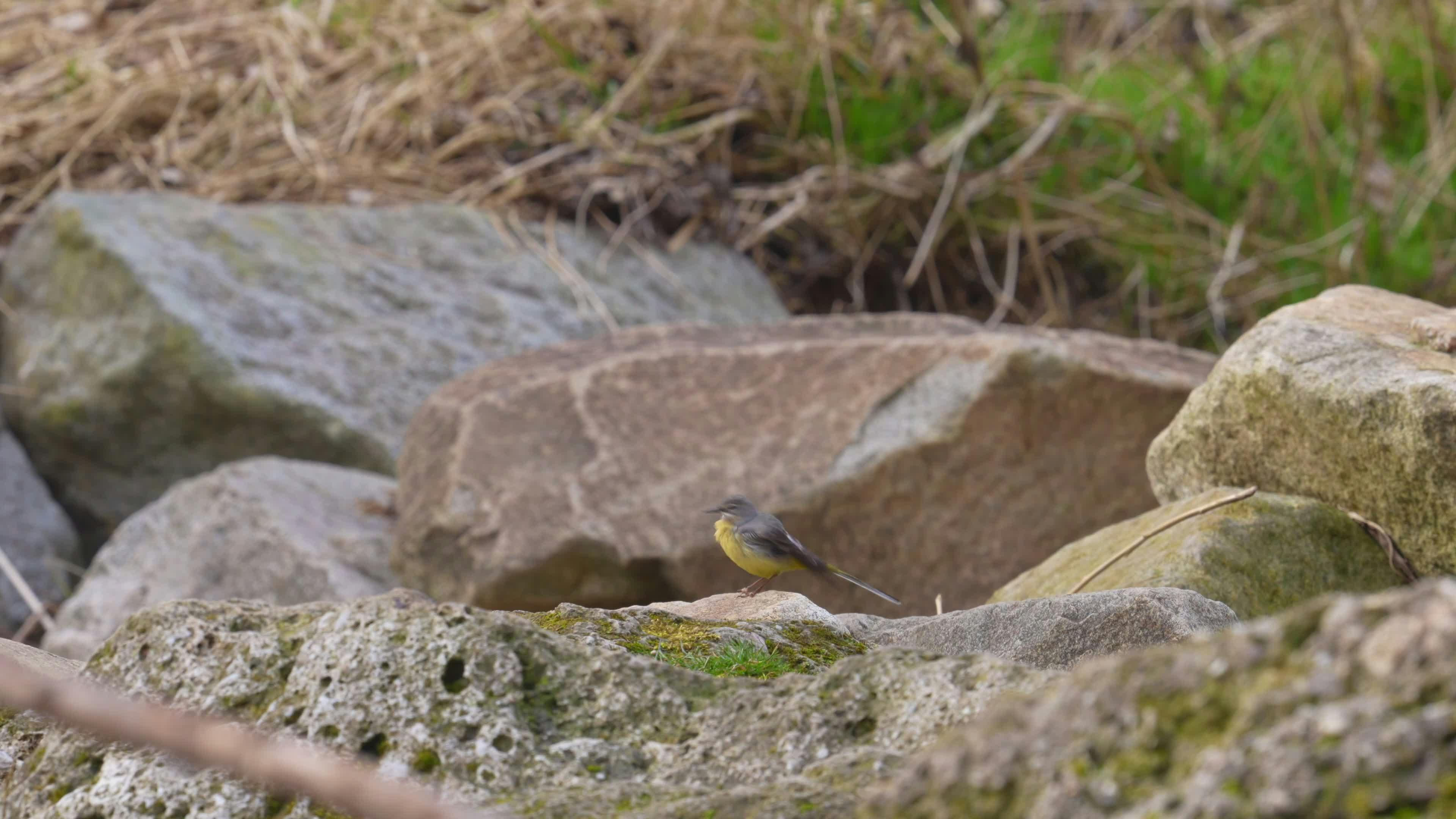 Yellow Wagtail Bird on Rock in Spring Landscape Free Stock Video ...