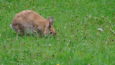 Cute+Nippy+Mp4 Videos, Download The BEST Free 4k Stock Video Footage & Cute+Nippy+Mp4 HD Video Clips