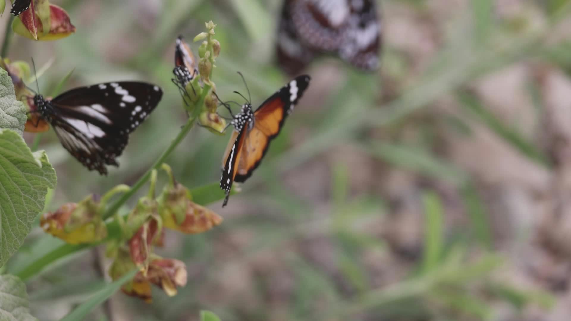 Bely+Belinda+Shiny+Flowers Videos, Download The BEST Free 4k Stock ...