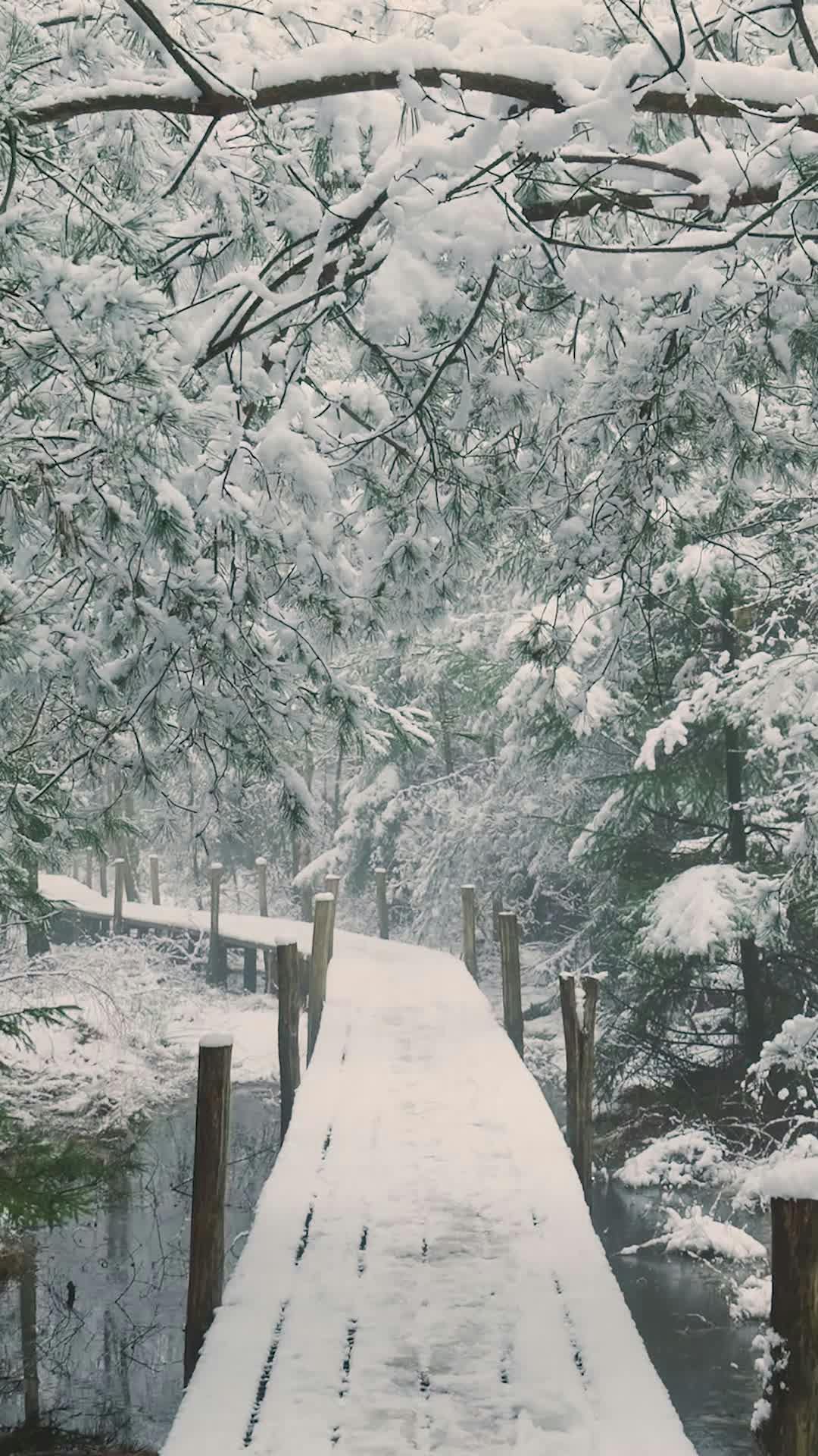 Belle+Delphine+In+The+Forest Videos, Download The BEST Free 4k Stock Video Footage & Belle ...