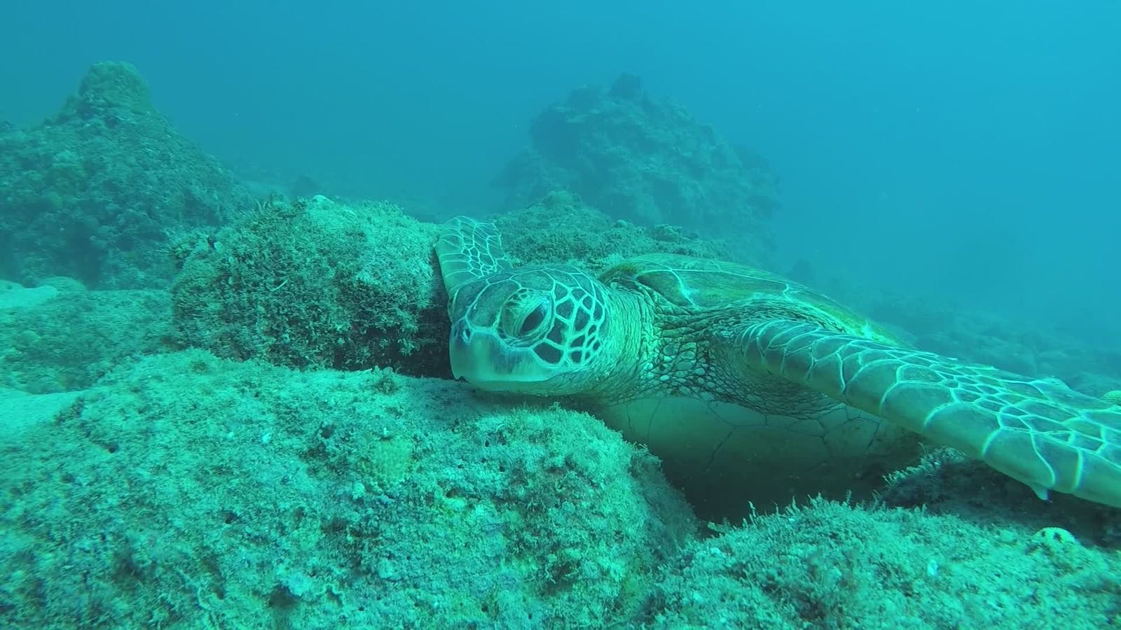 Green Turtle Videos, Download The BEST Free 4k Stock Video Footage ...