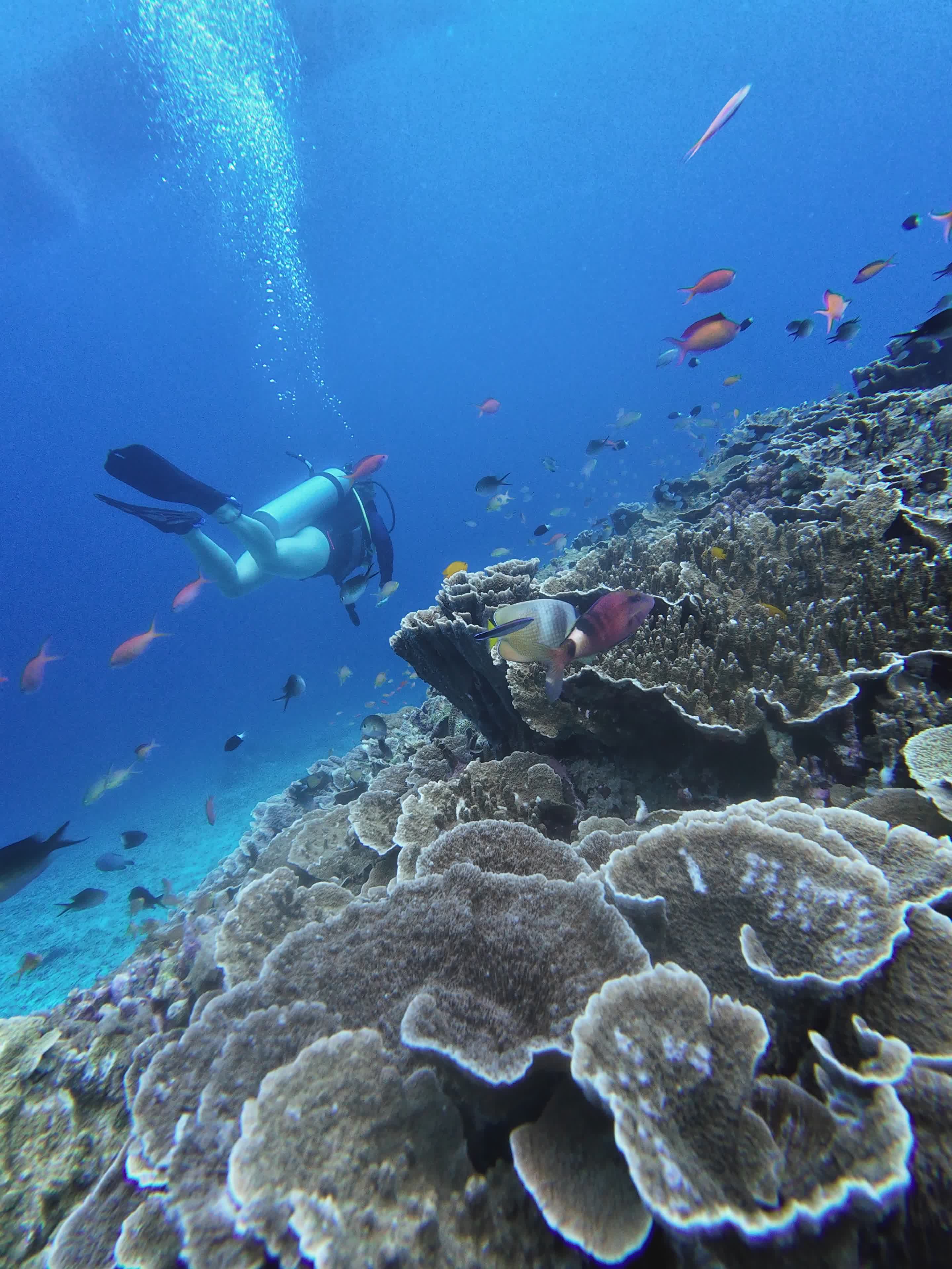 Scuba Diver Exploring Gili Islands Coral Reef Free Stock Video Footage ...